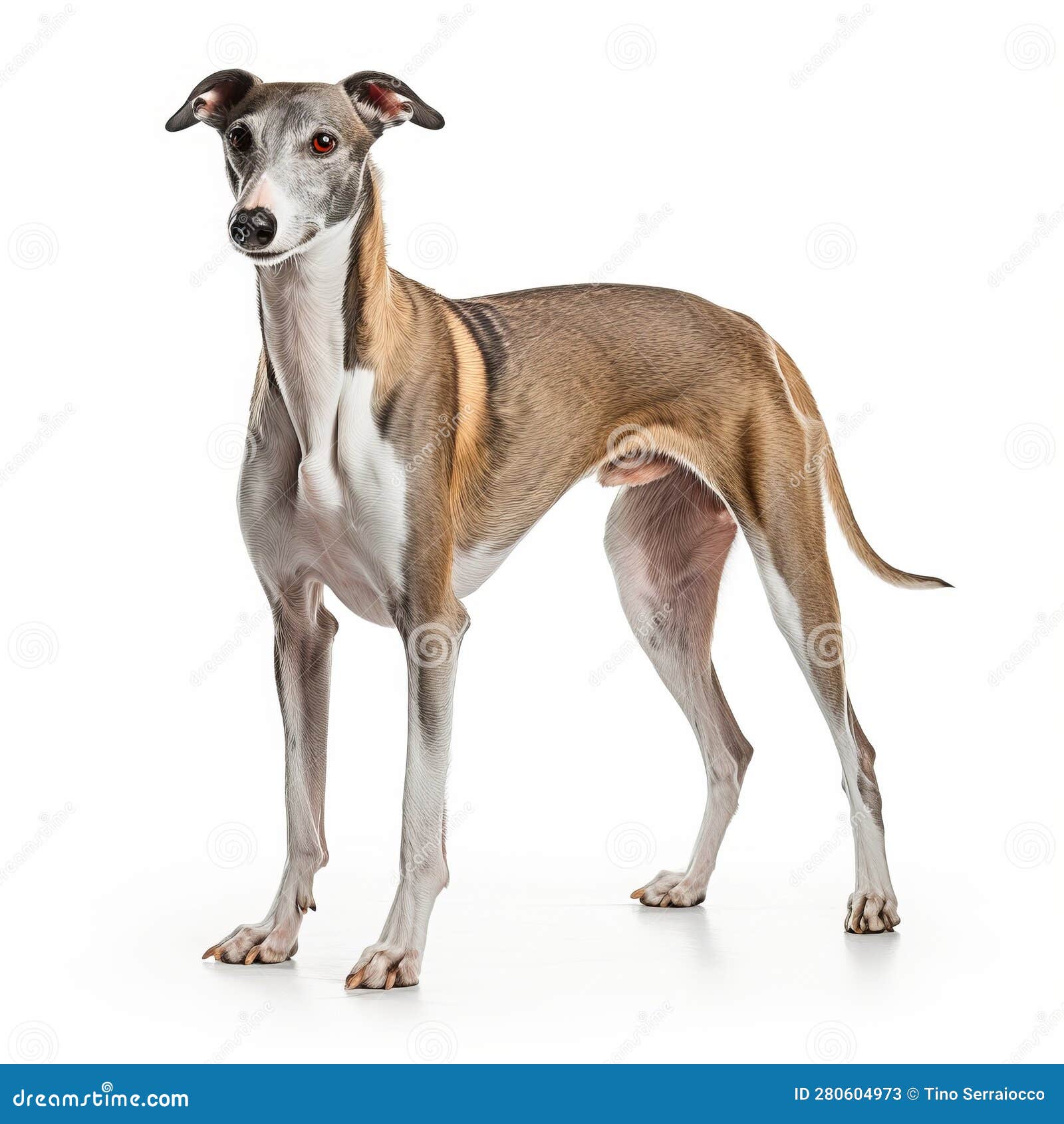 Greyhound Full Body Facing Forward Clear White Background,generated ...