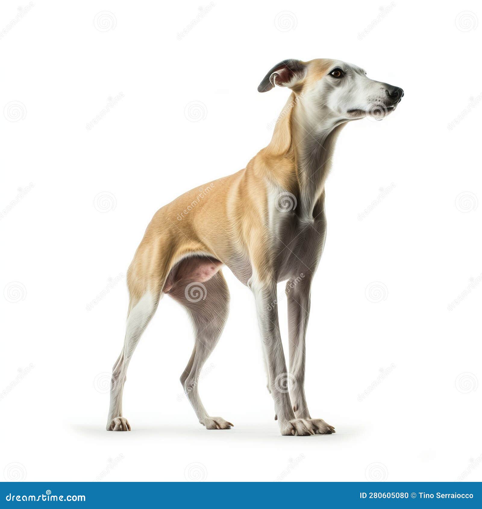 Greyhound Full Body Facing Forward Clear White Background,generated ...