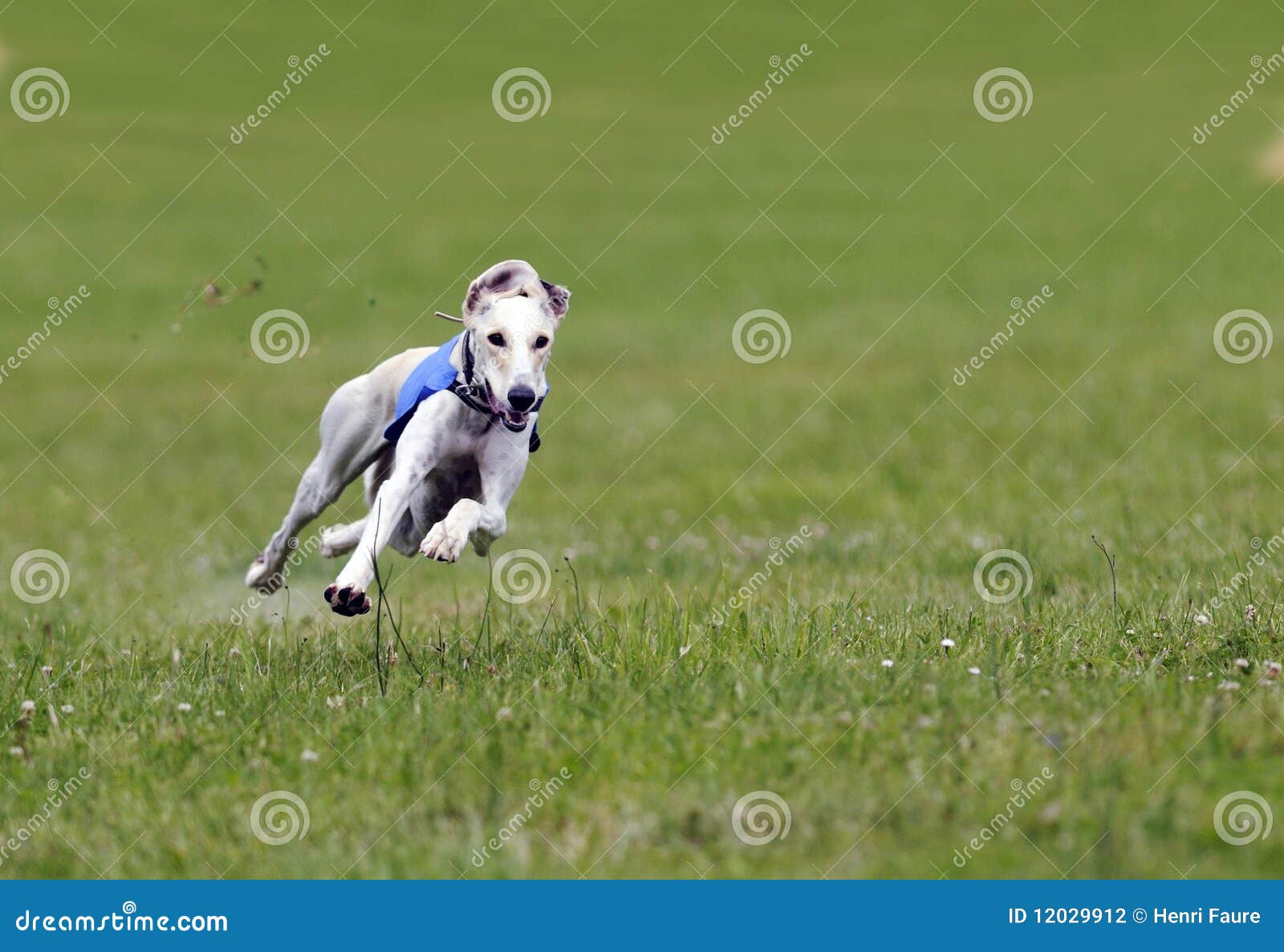Greyhound At Full Speed Running During A Dograce Stock Photo ...
