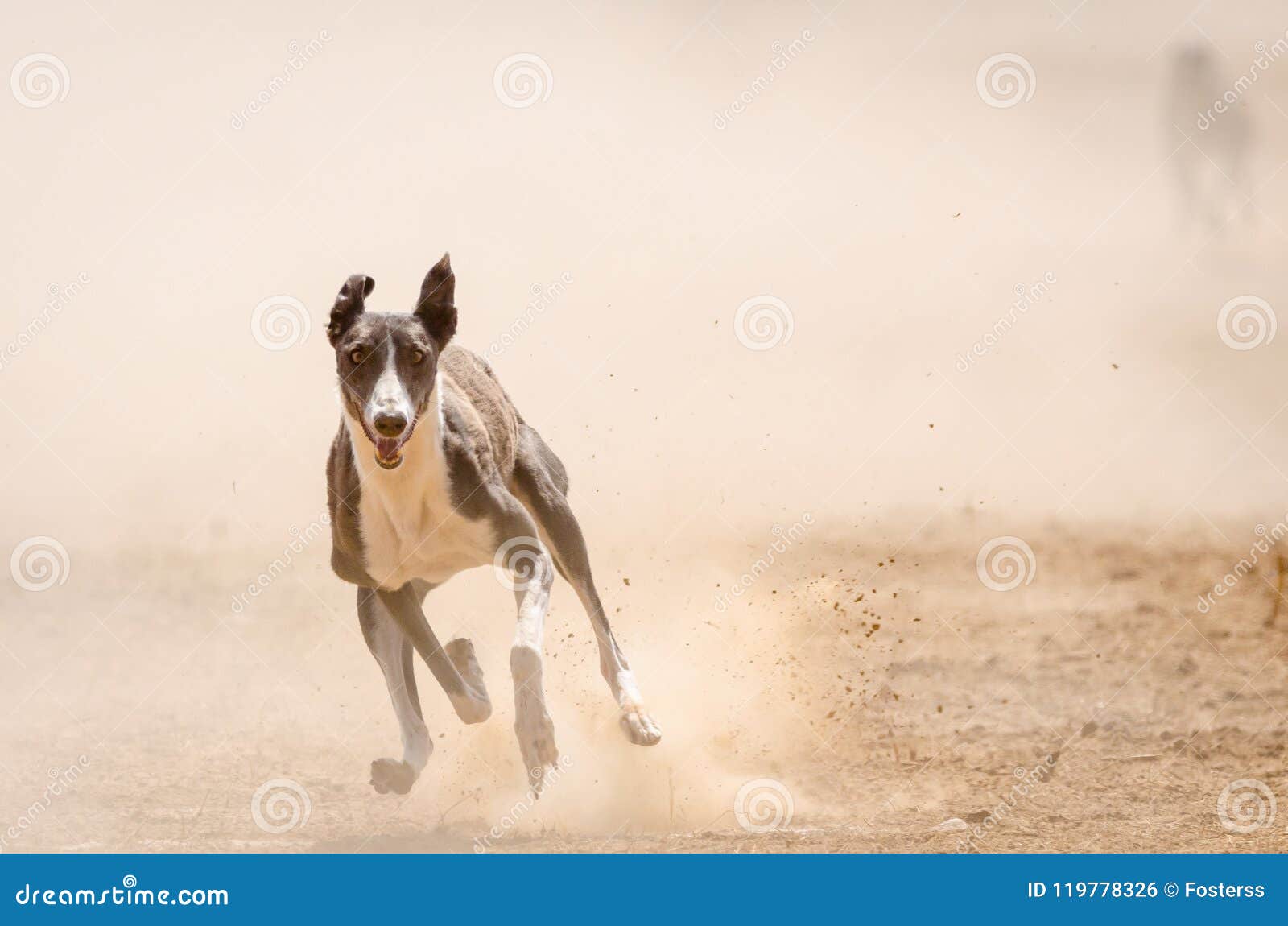 Greyhound at full speed editorial photo. Image of full - 119778326