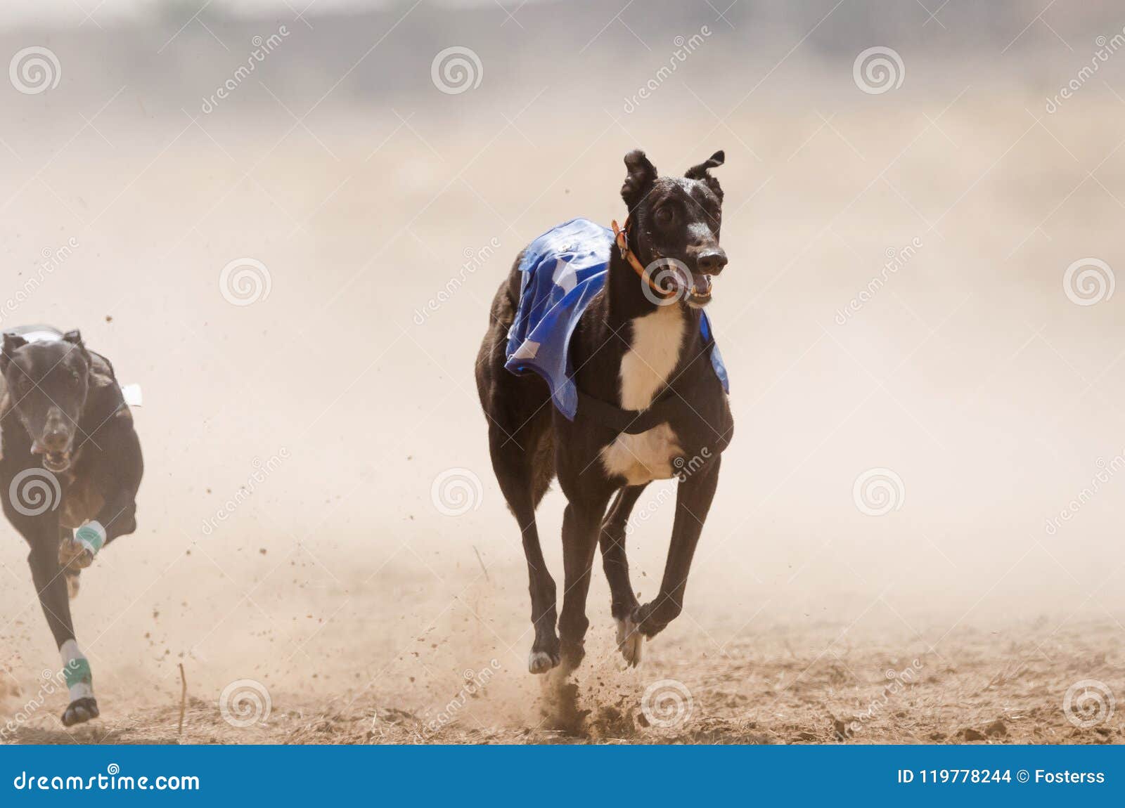 Greyhound at full speed editorial stock image. Image of betting - 119778244