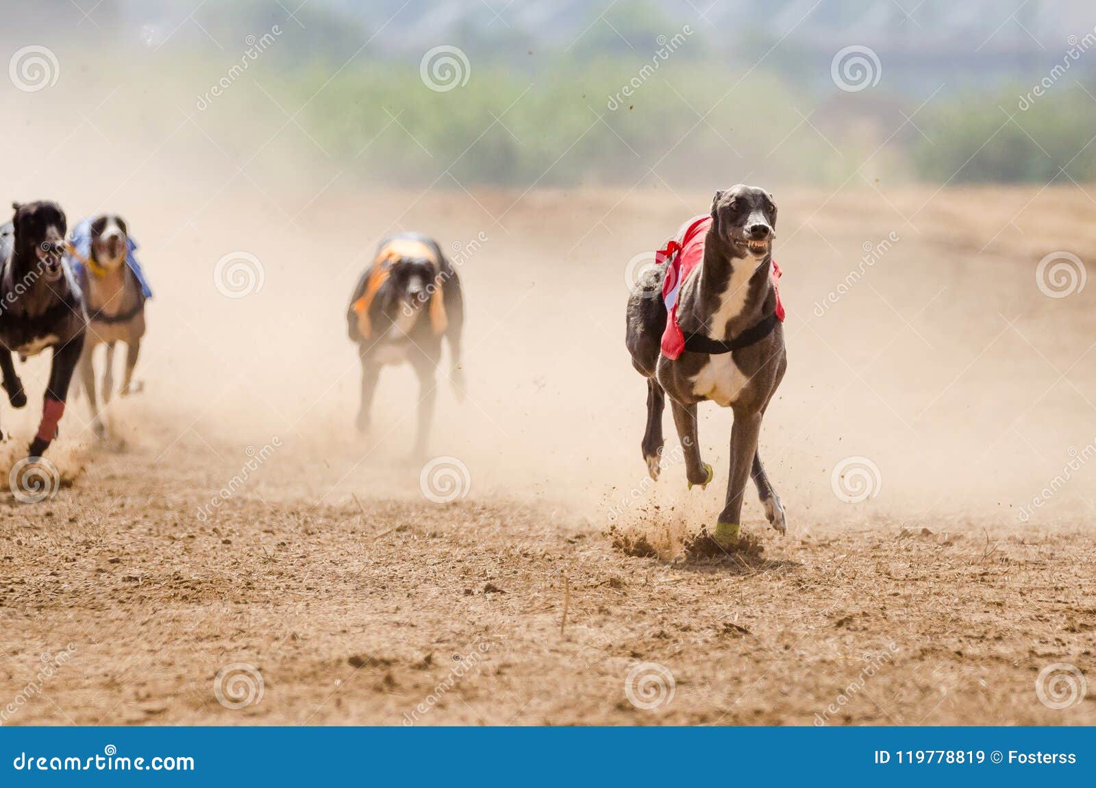 Greyhound at full speed stock image. Image of greyhound - 119778819