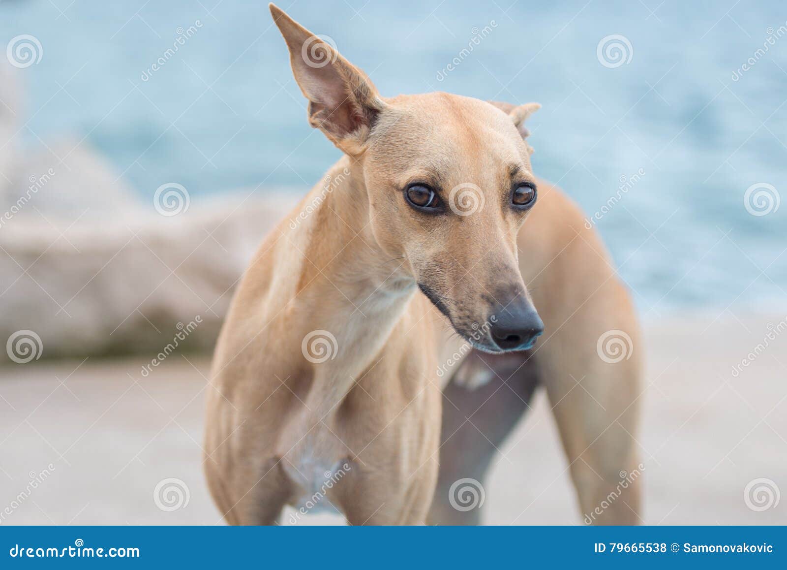 Greyhound looking stock photo. Image of fast, front, greyhound - 79665538