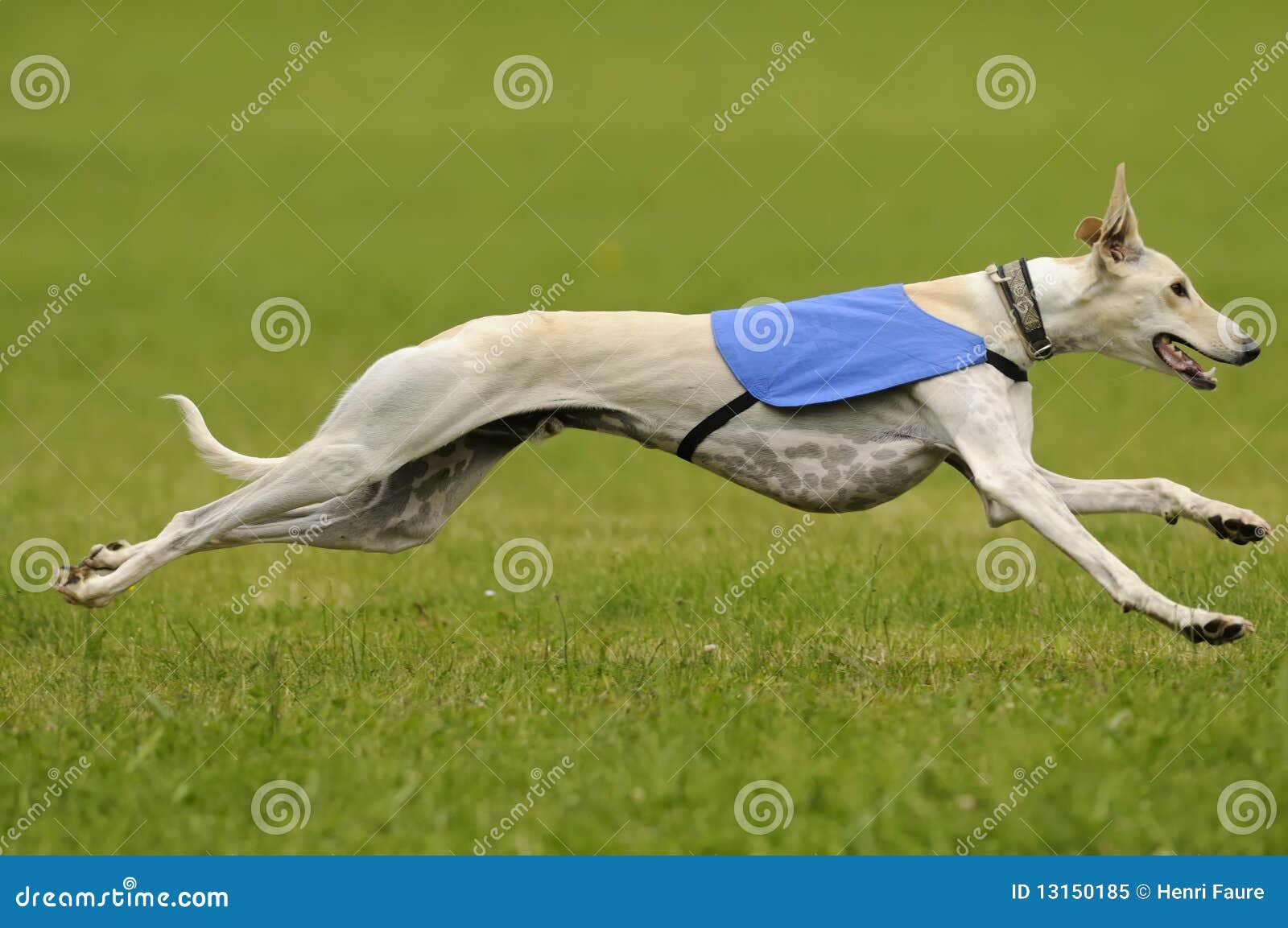 Greyhound lure coursing stock image. Image of sighthound - 13150185