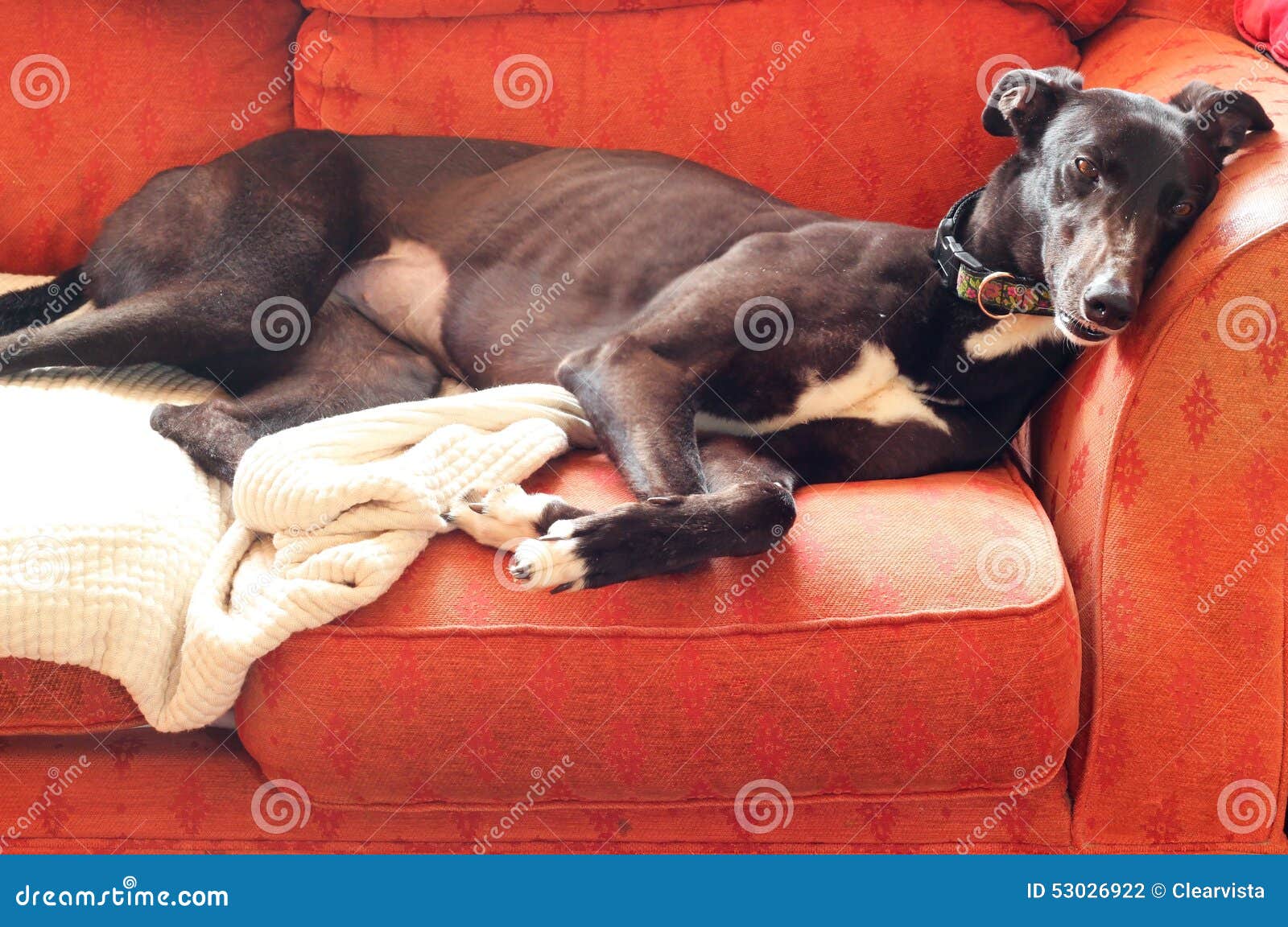 Greyhound Lying and Resting on a Chair. Stock Photo - Image of settee ...