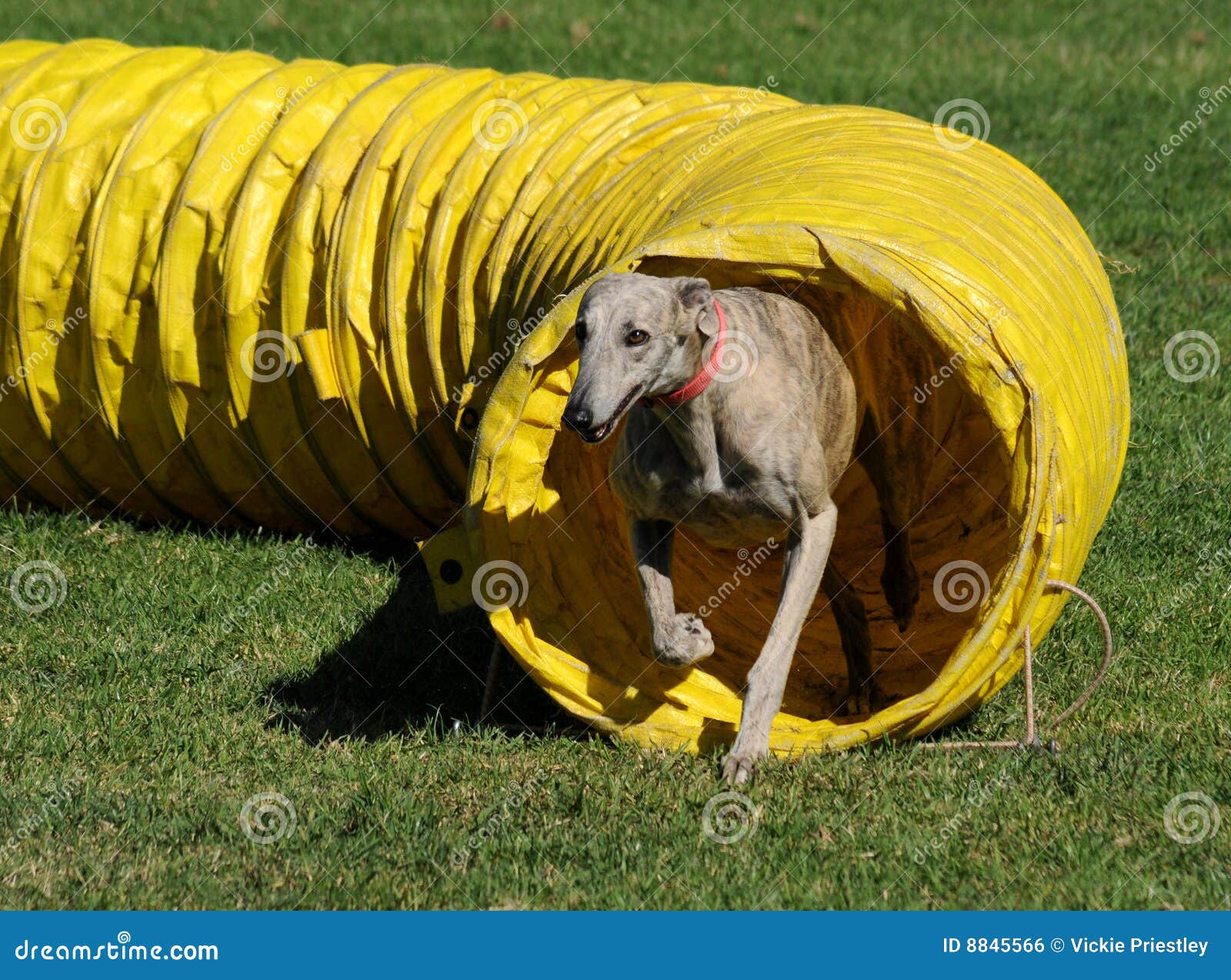 Greyhound Out of the Tunnel Stock Photo - Image of greyhound, agility ...
