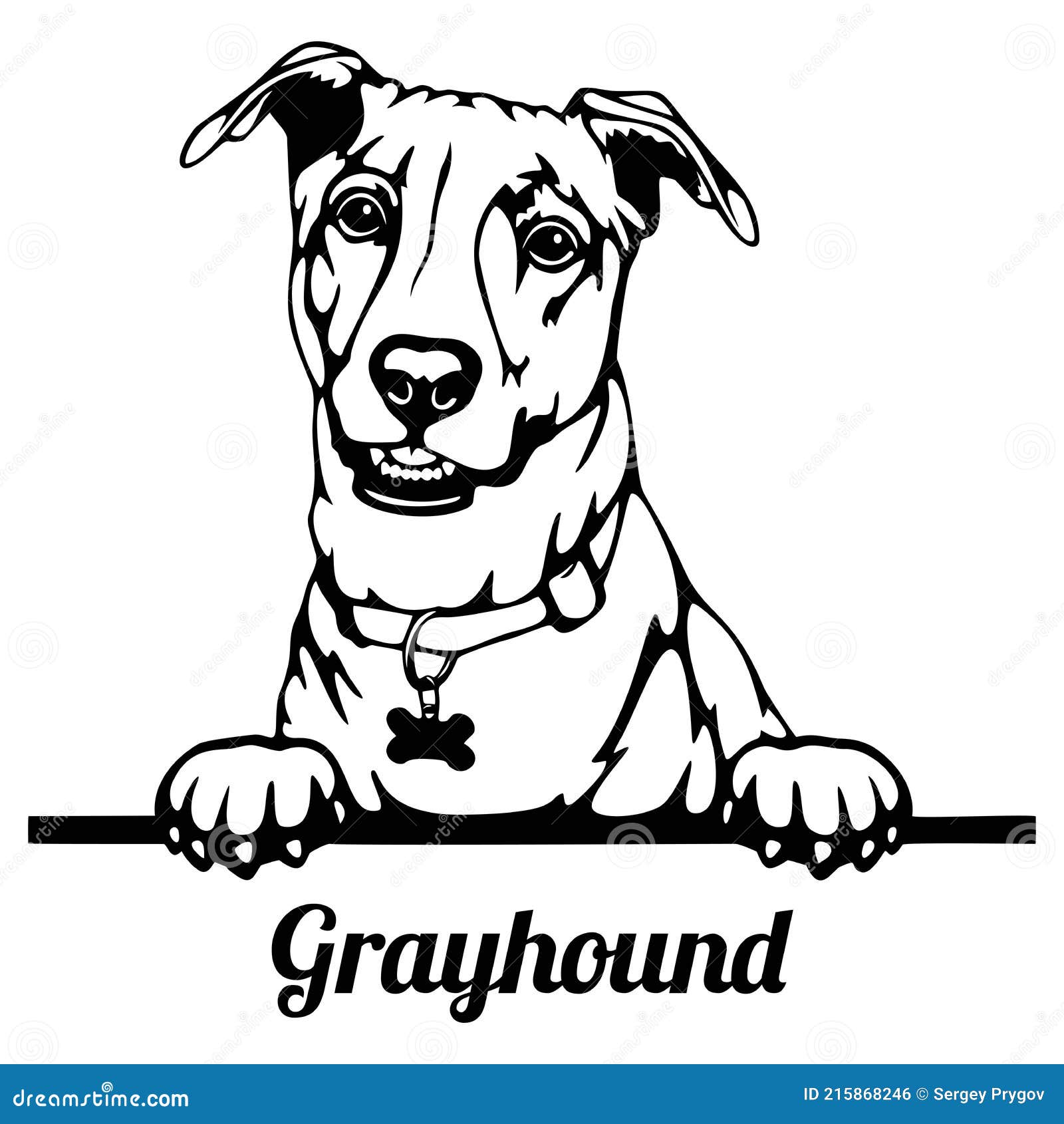 Greyhound Peeking Dog - Head Isolated on White Stock Vector ...