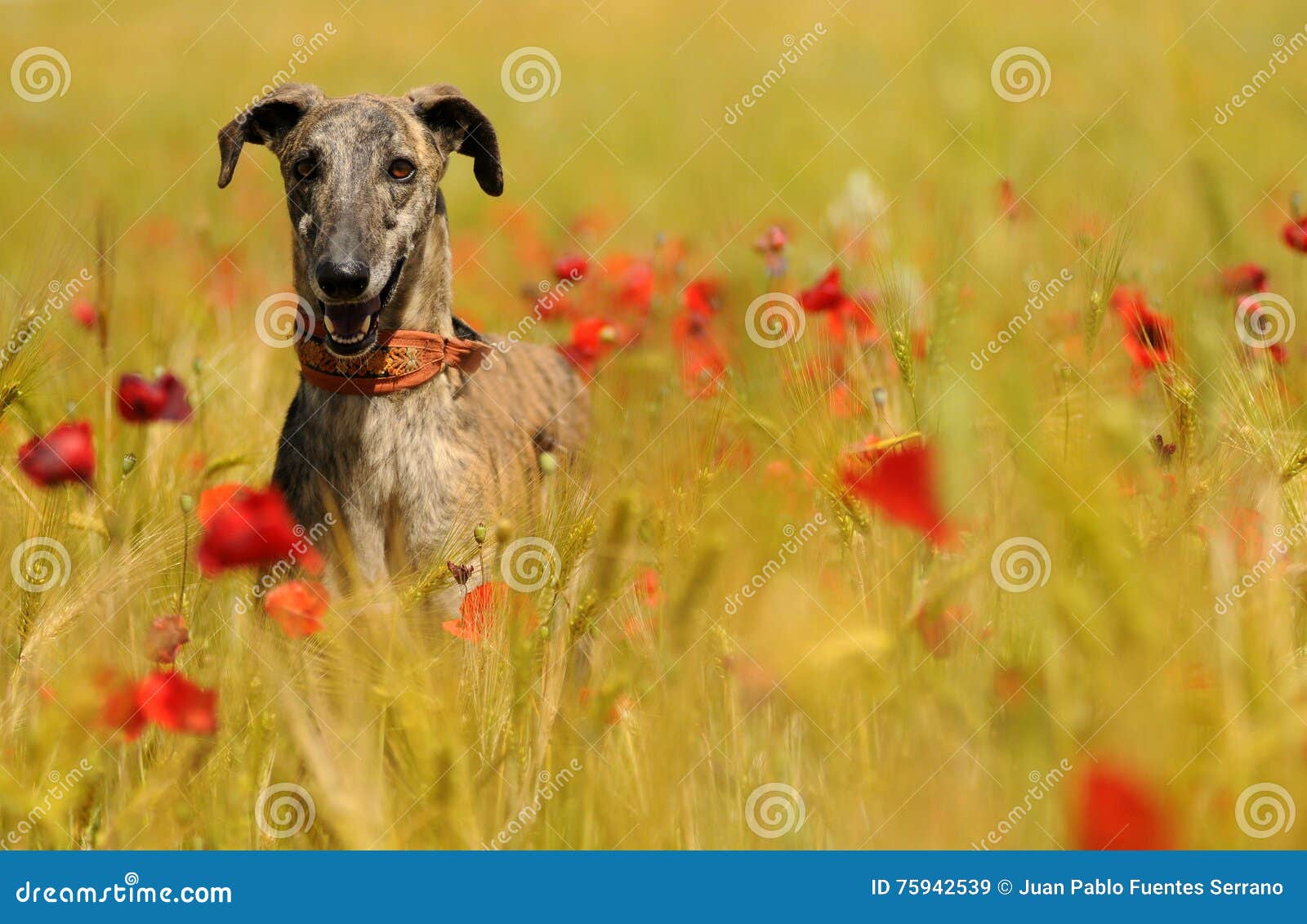 Greyhound among the Poppies in Spring Stock Image - Image of eating ...