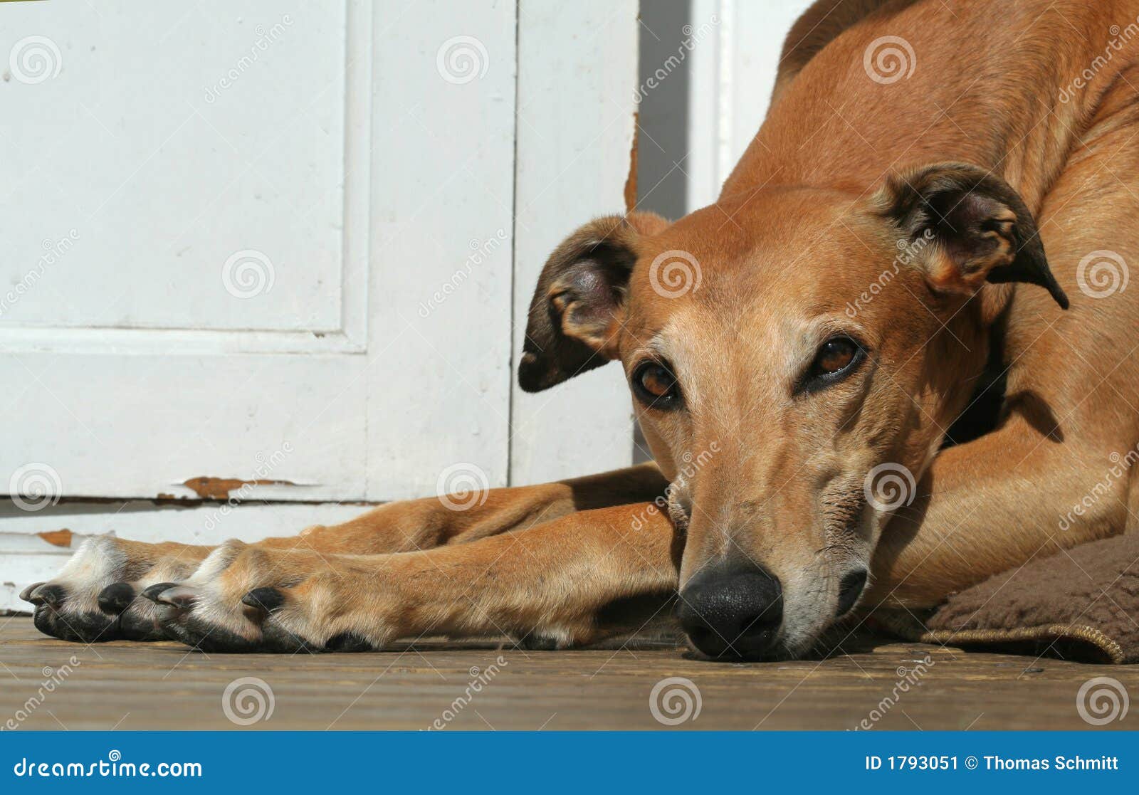 1,152 Red Greyhound Stock Photos - Free & Royalty-Free Stock Photos ...