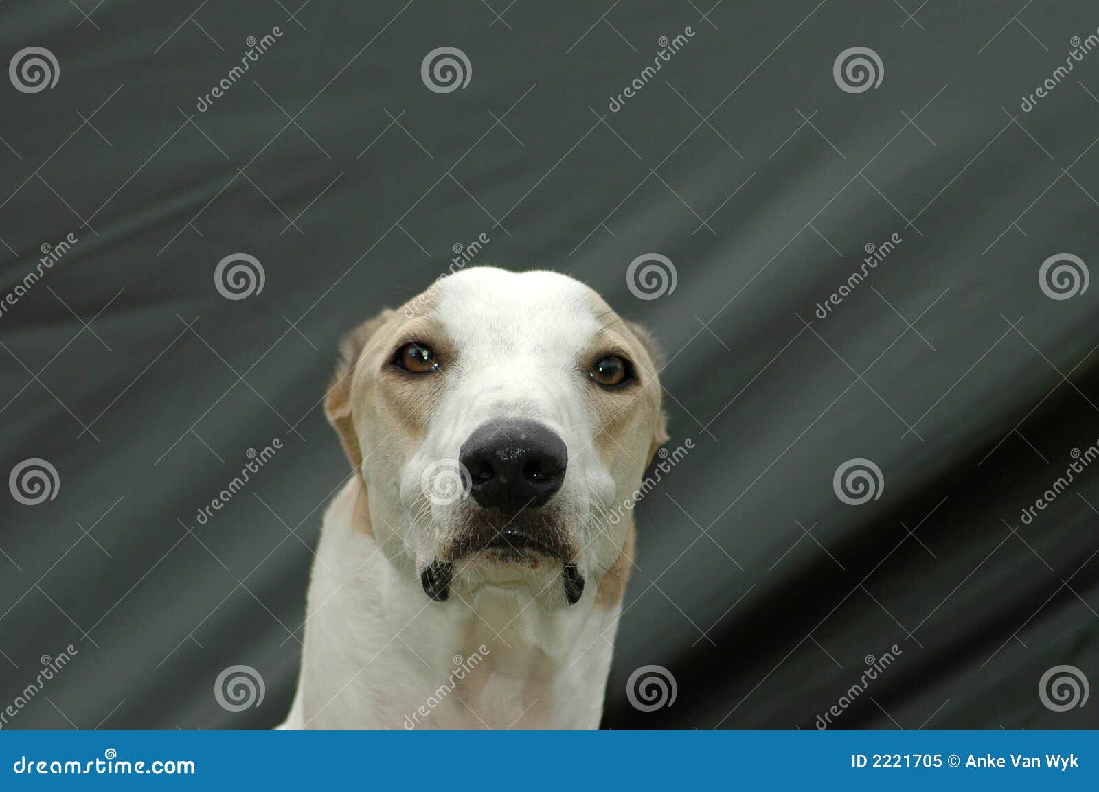 Greyhound portrait stock image. Image of observant, staring - 2221705