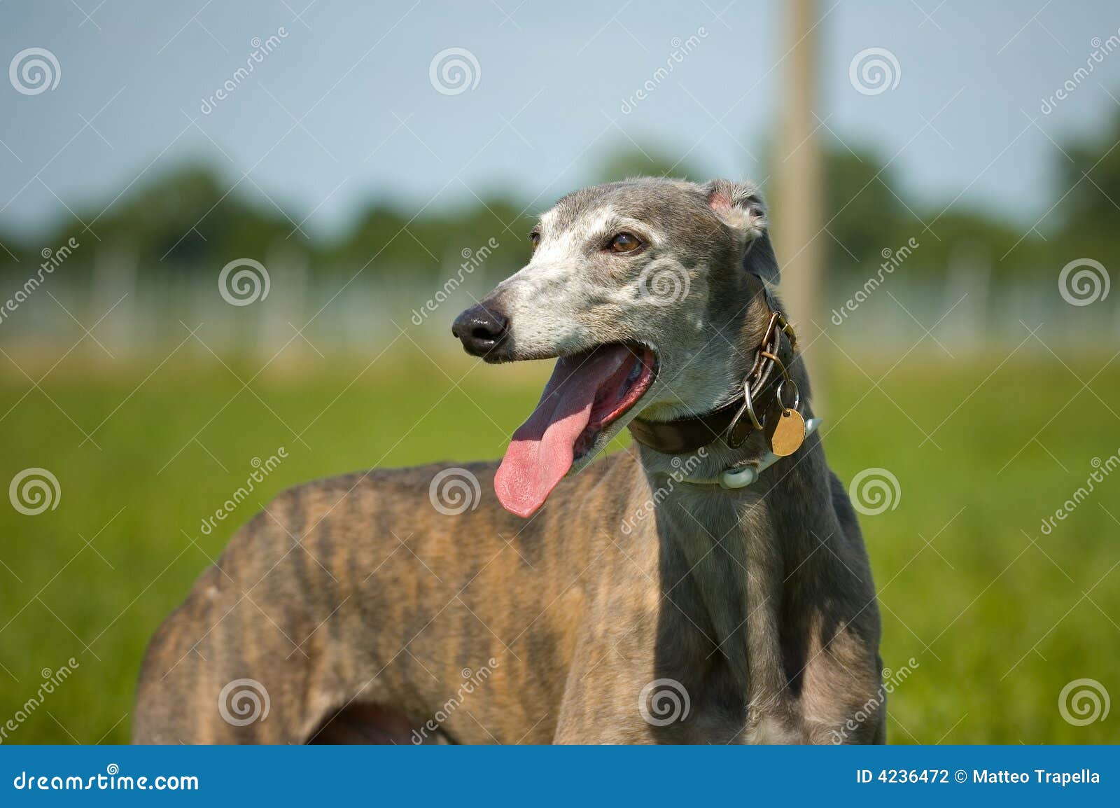 Greyhound portrait stock photo. Image of beautiful, greyhound - 4236472