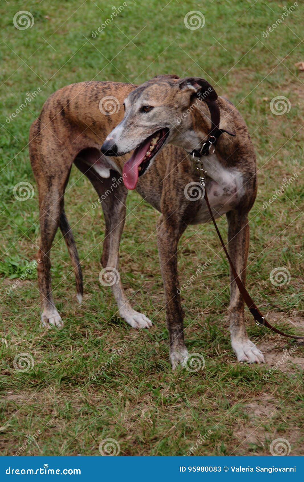 Greyhound stock image. Image of tongue, grass, friend - 95980083