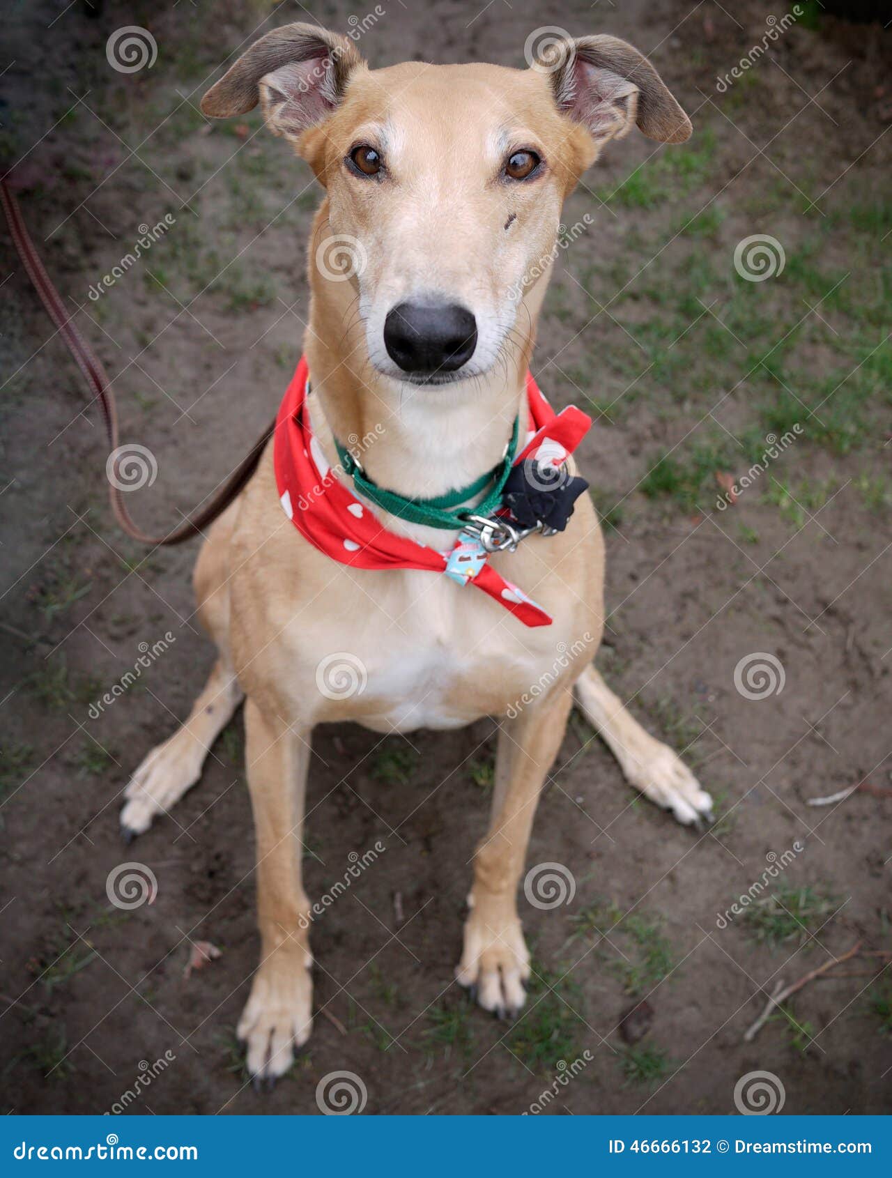 Greyhound Portrait stock photo. Image of canine, portrait - 46666132