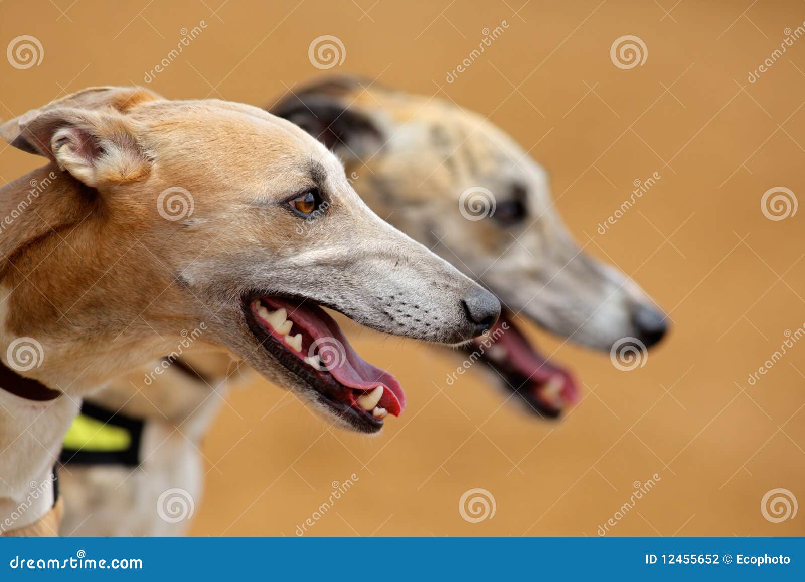 Greyhound portraits stock photo. Image of hound, greyhound - 12455652