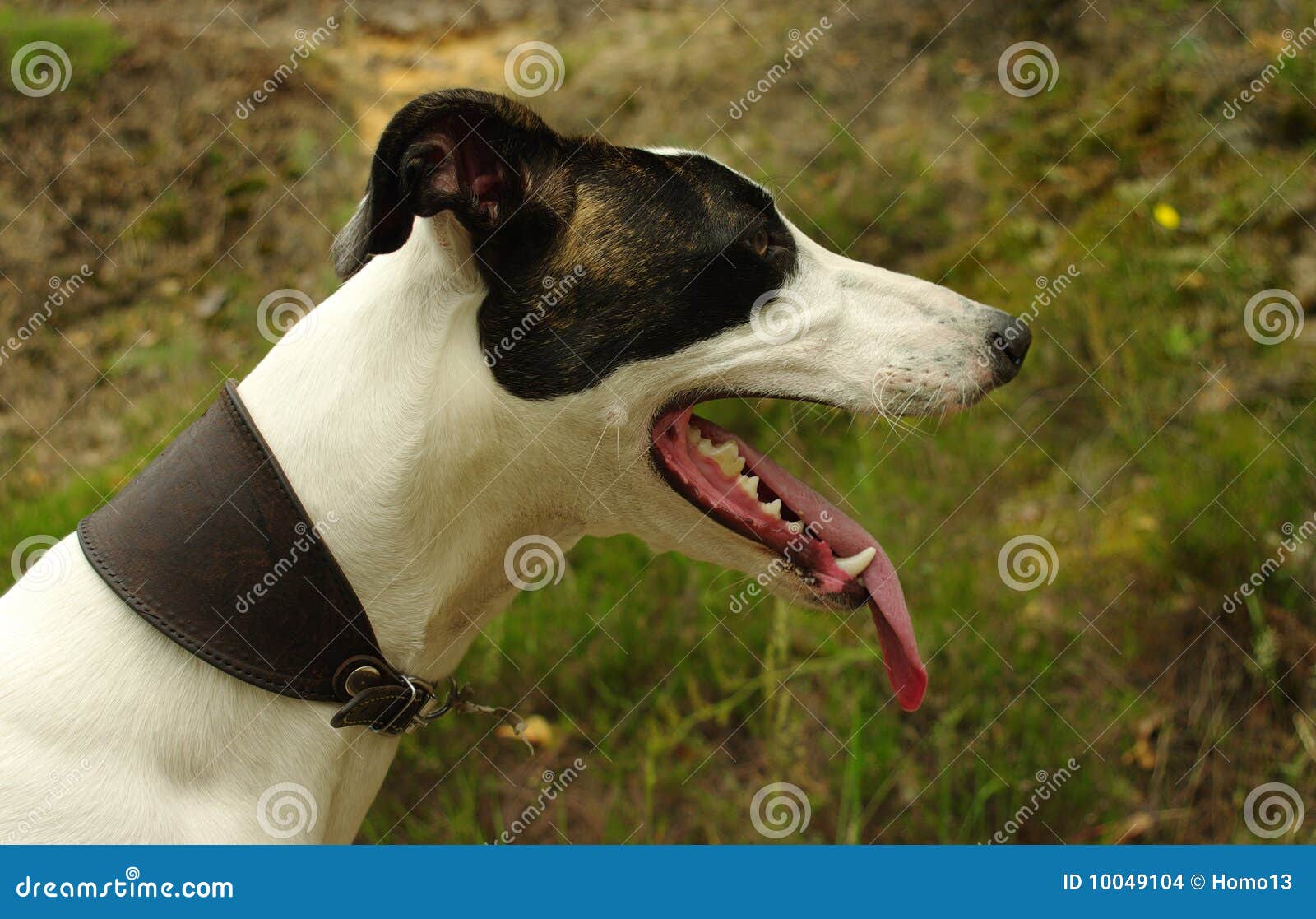 Greyhound Puppy Tired and Thirsty Stock Photo - Image of teeth ...