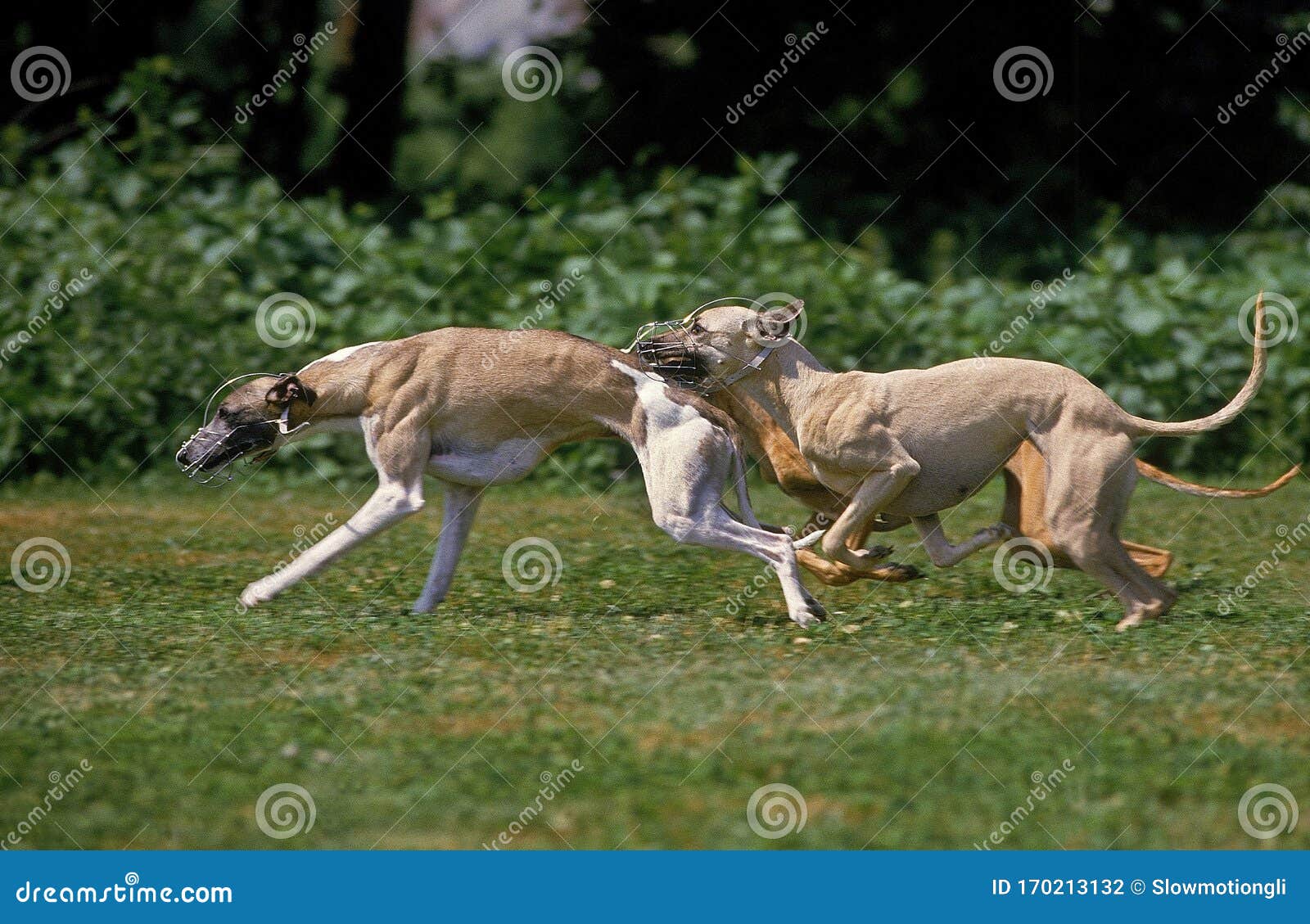 COURSE DE LEVRIERS stock photo. Image of movement, race - 170213132