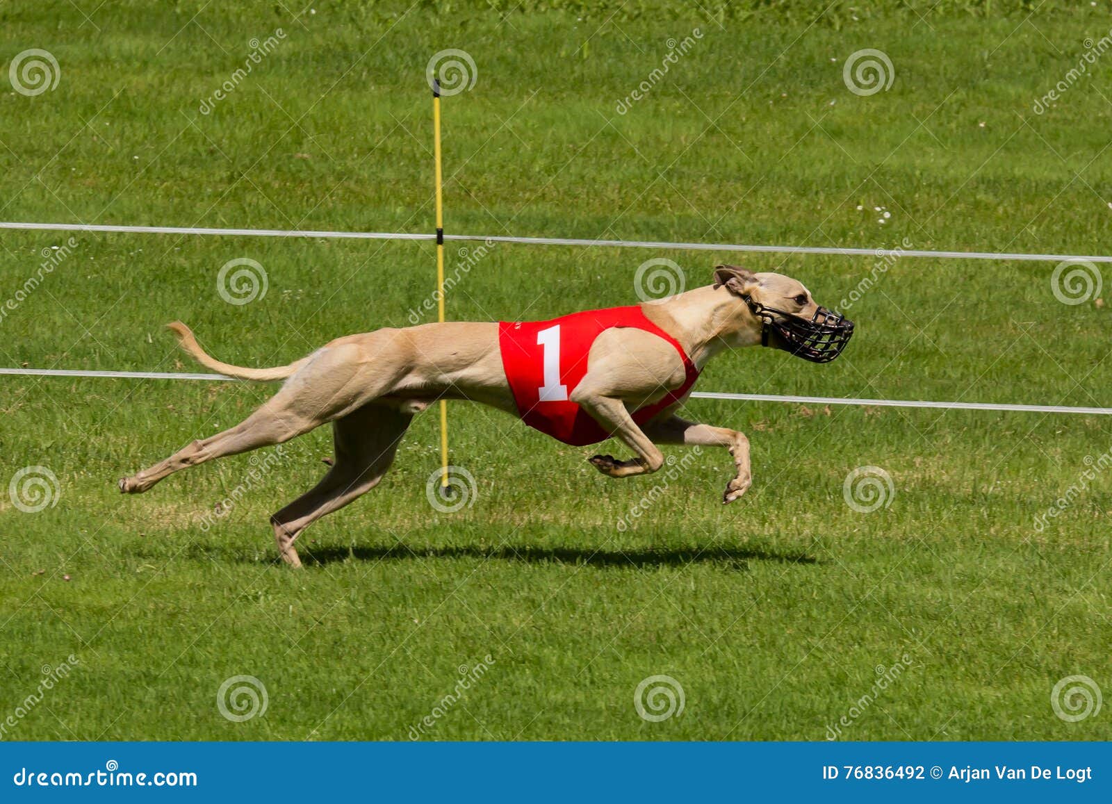 Greyhound race editorial photography. Image of track - 76836492