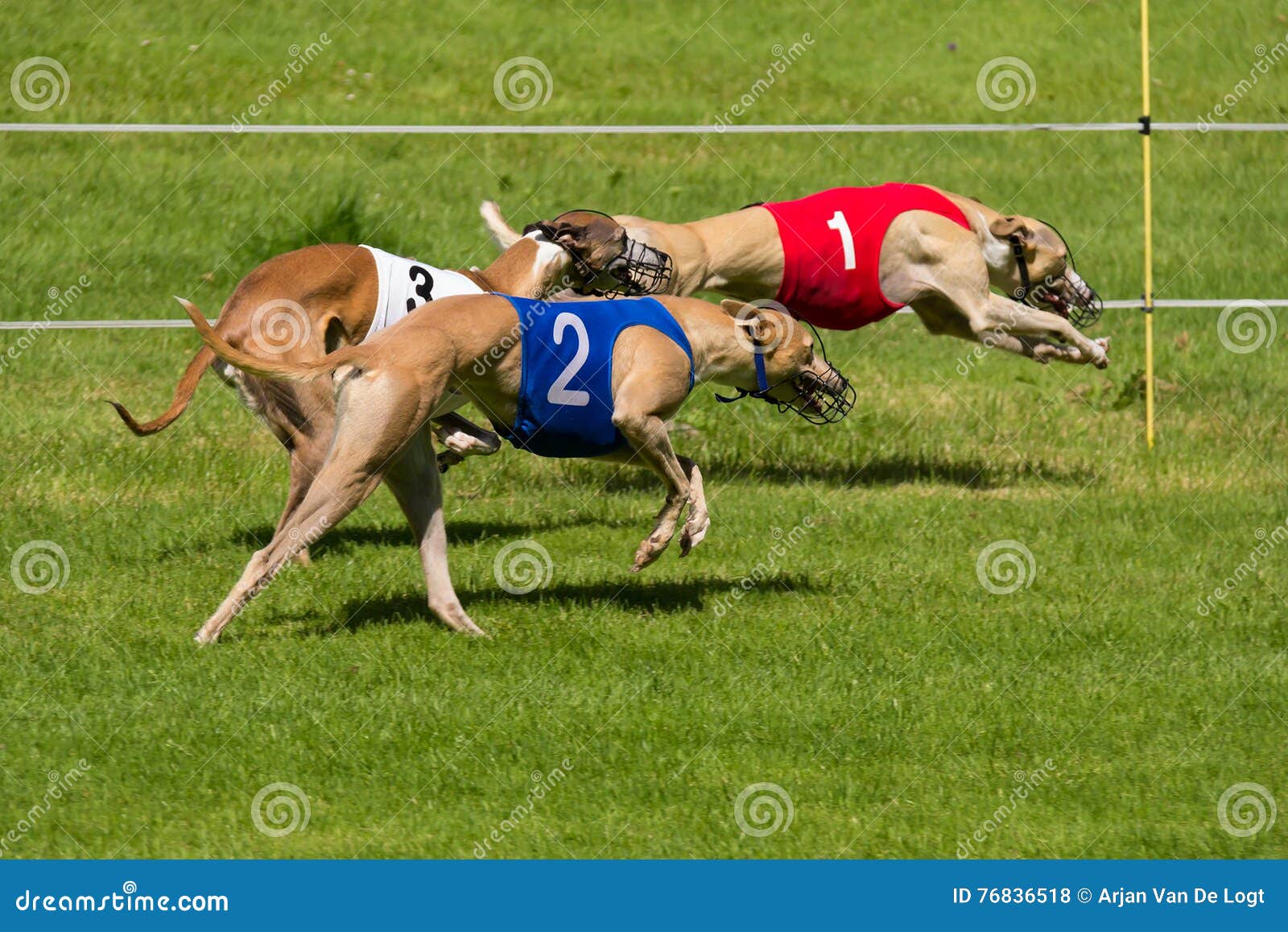 Greyhound racing editorial stock photo. Image of grey - 76836518