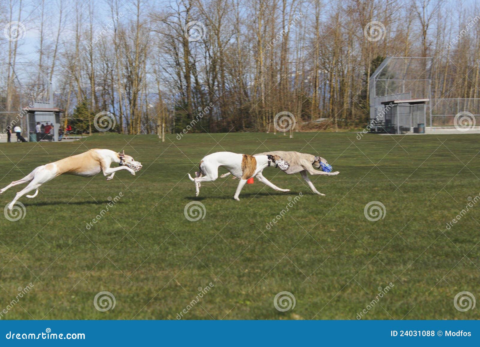 Greyhound Running stock photo. Image of profile, race - 24031088