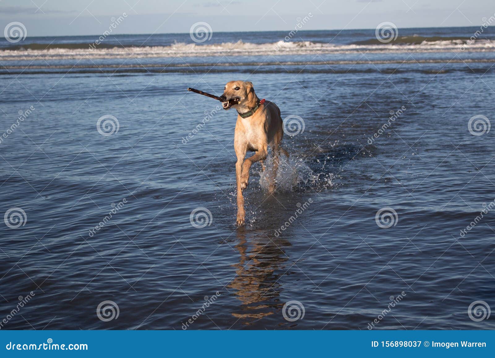 Greyhound running in surf stock image. Image of domestic - 156898037