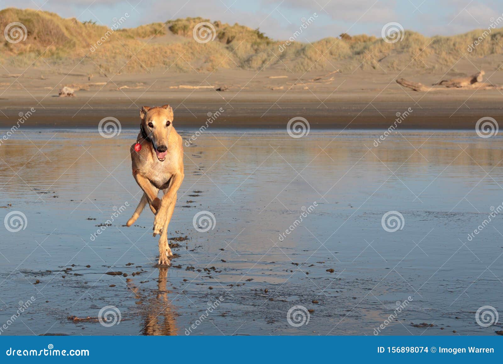 Greyhound running in surf stock photo. Image of stick - 156898074