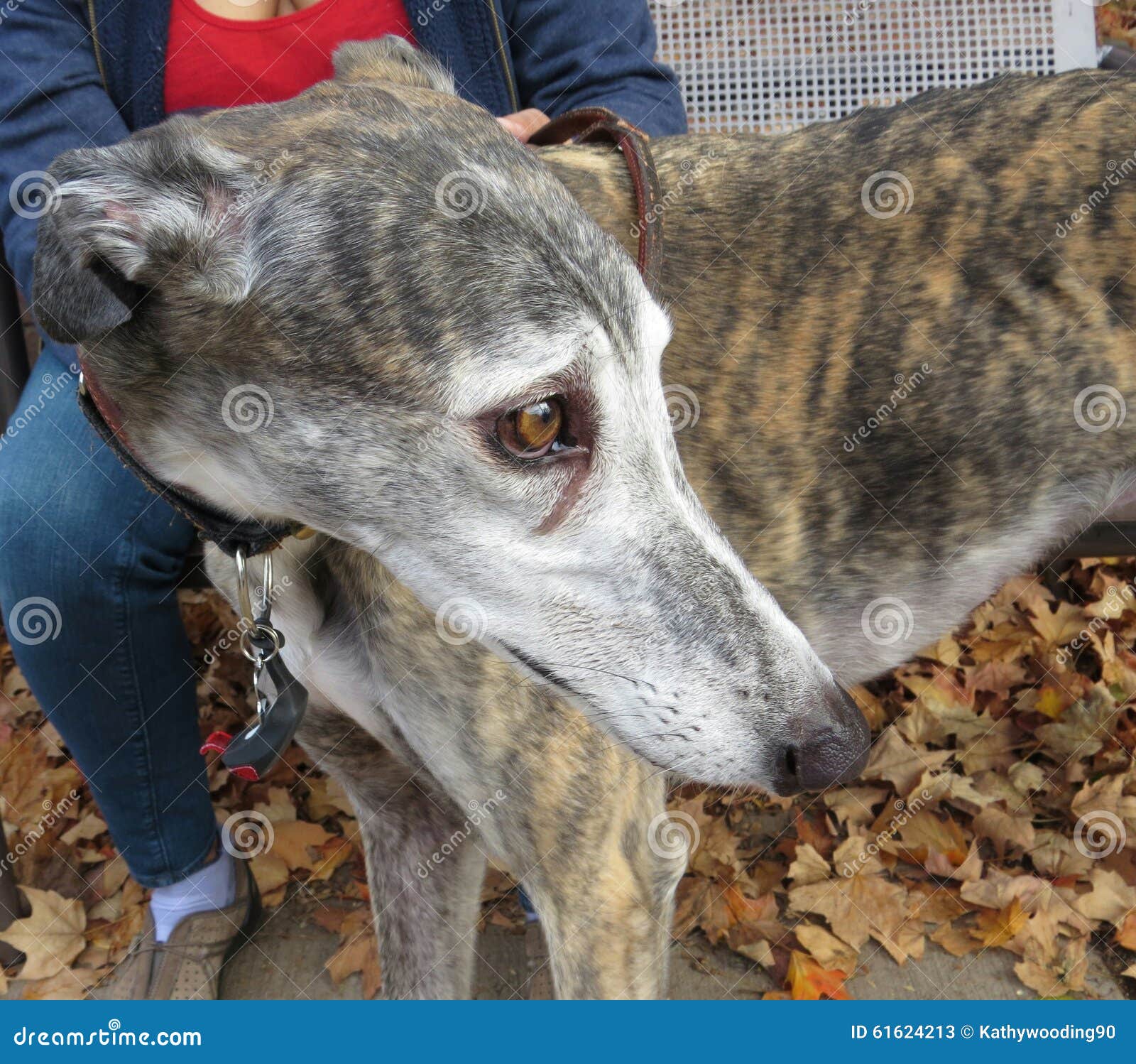 Greyhound s Profile stock image. Image of grey, doggy - 61624213