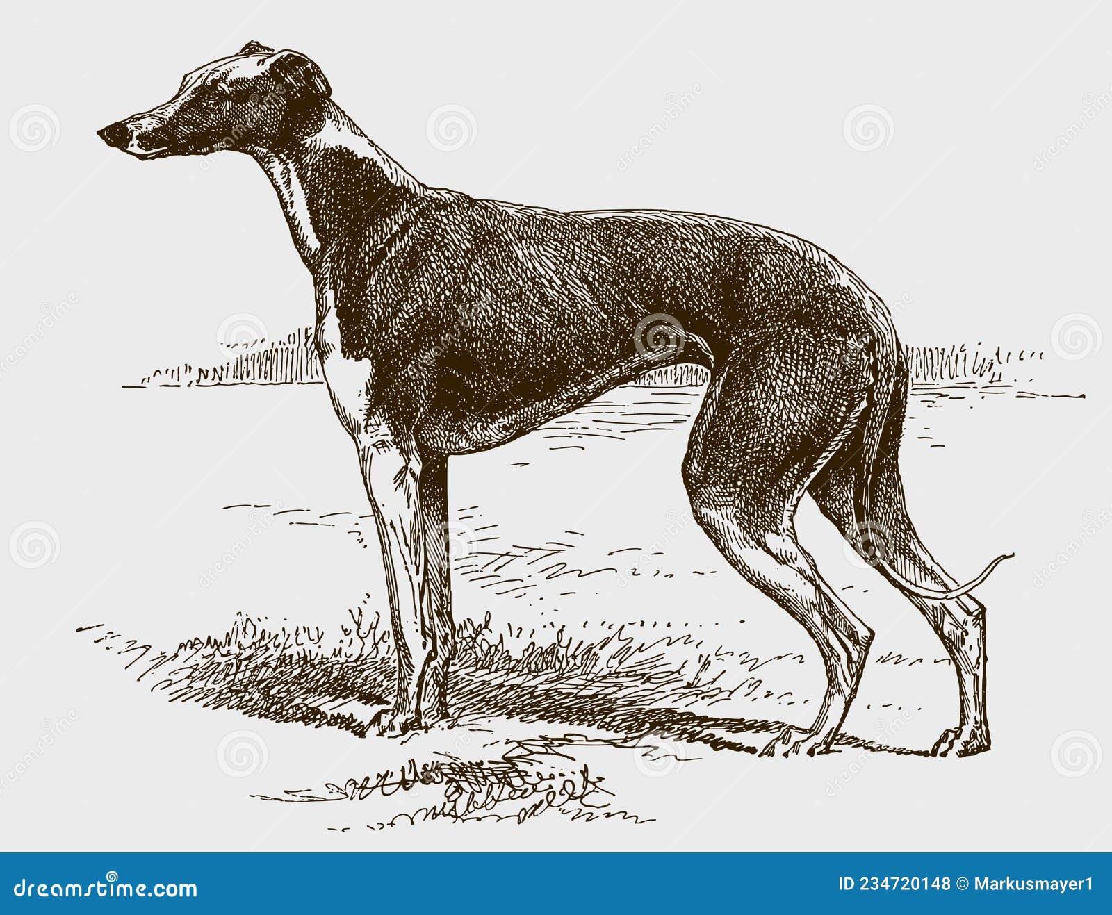 Greyhound in side view stock vector. Illustration of antique - 234720148