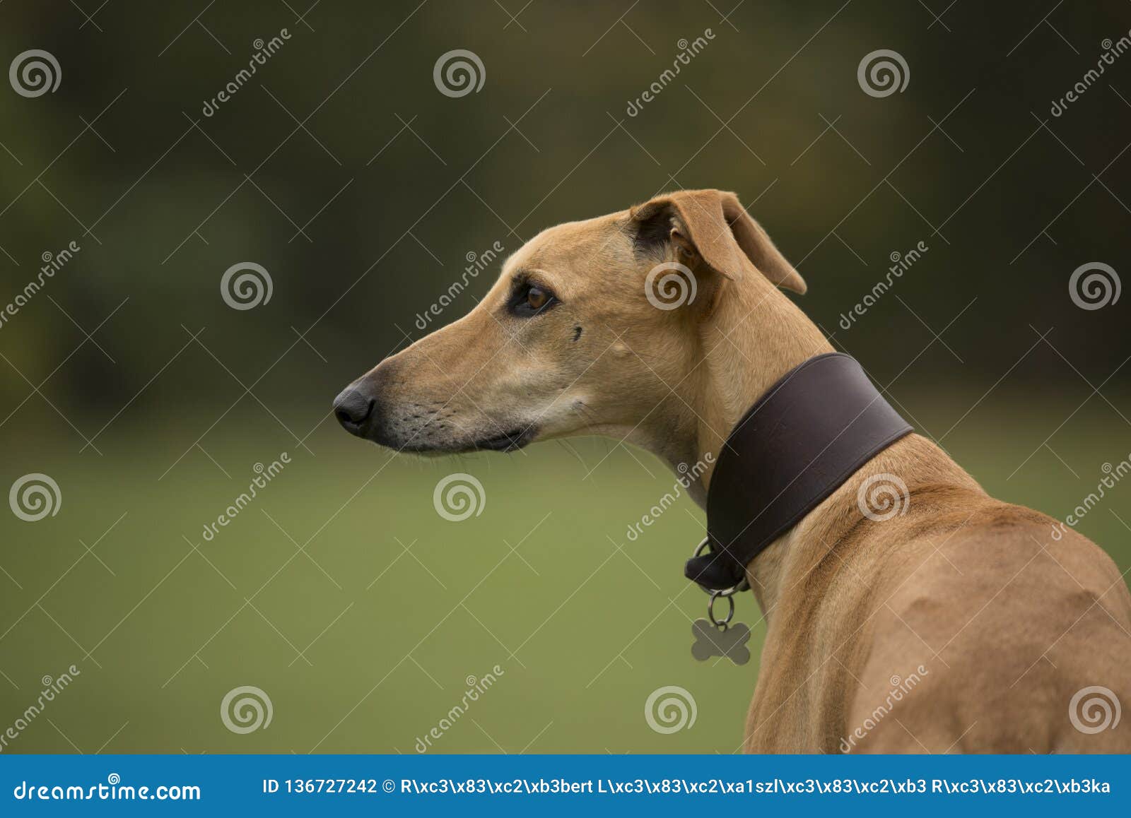 A Greyhound is Sitting and Looking Away Stock Photo - Image of friend ...