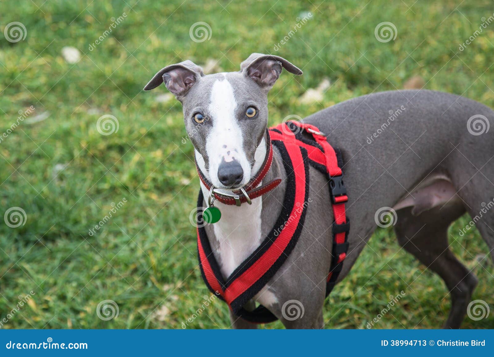 Two Red Greyhound Wallpapers