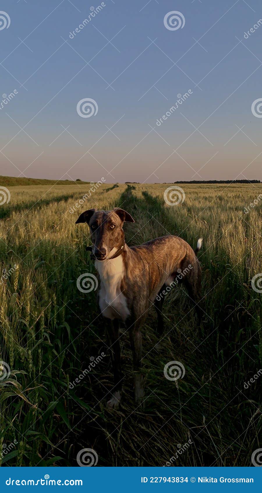 Greyhound in the steppe stock photo. Image of field - 227943834
