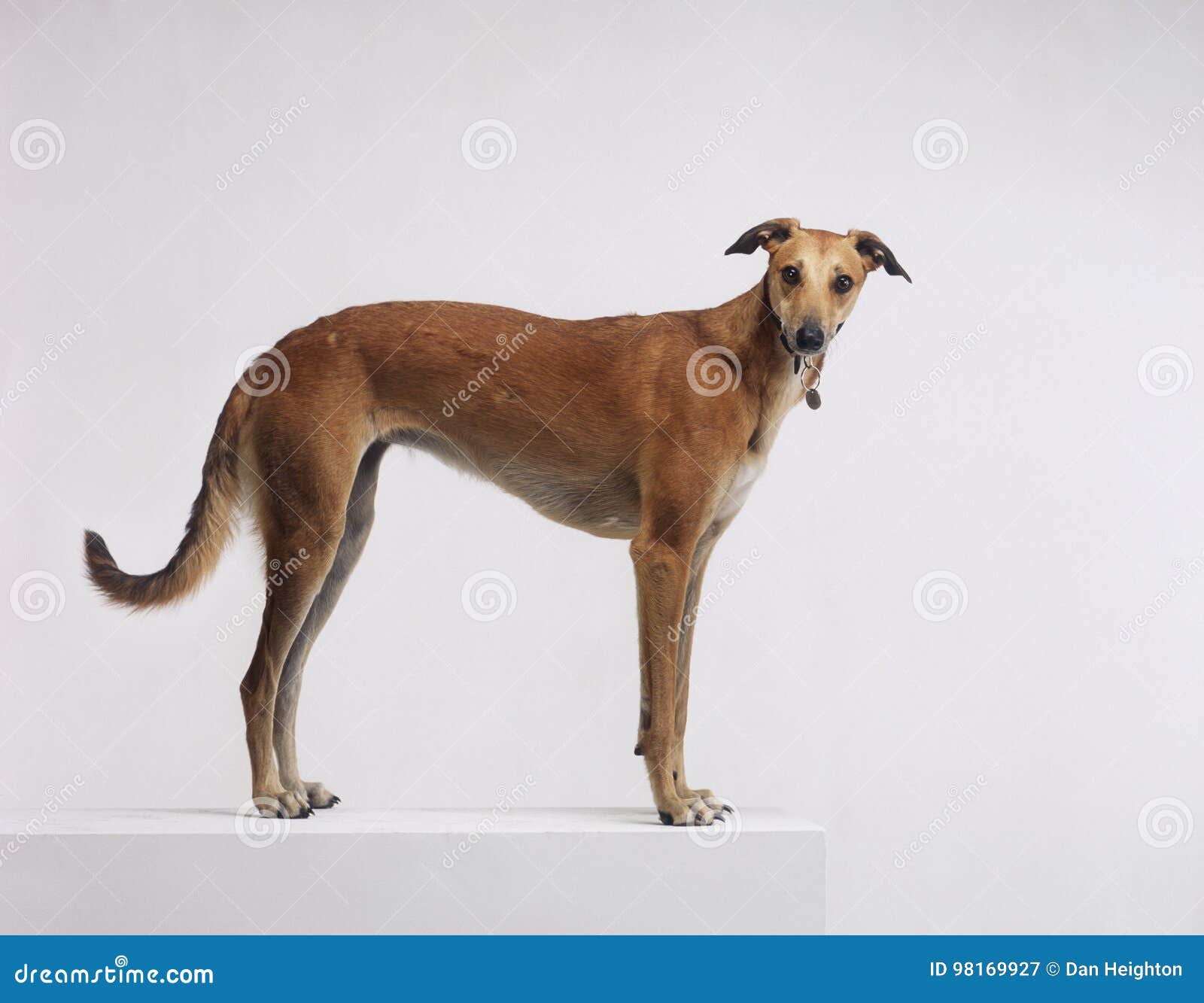 Greyhound Stood on White Background Stock Image - Image of cute, friend ...