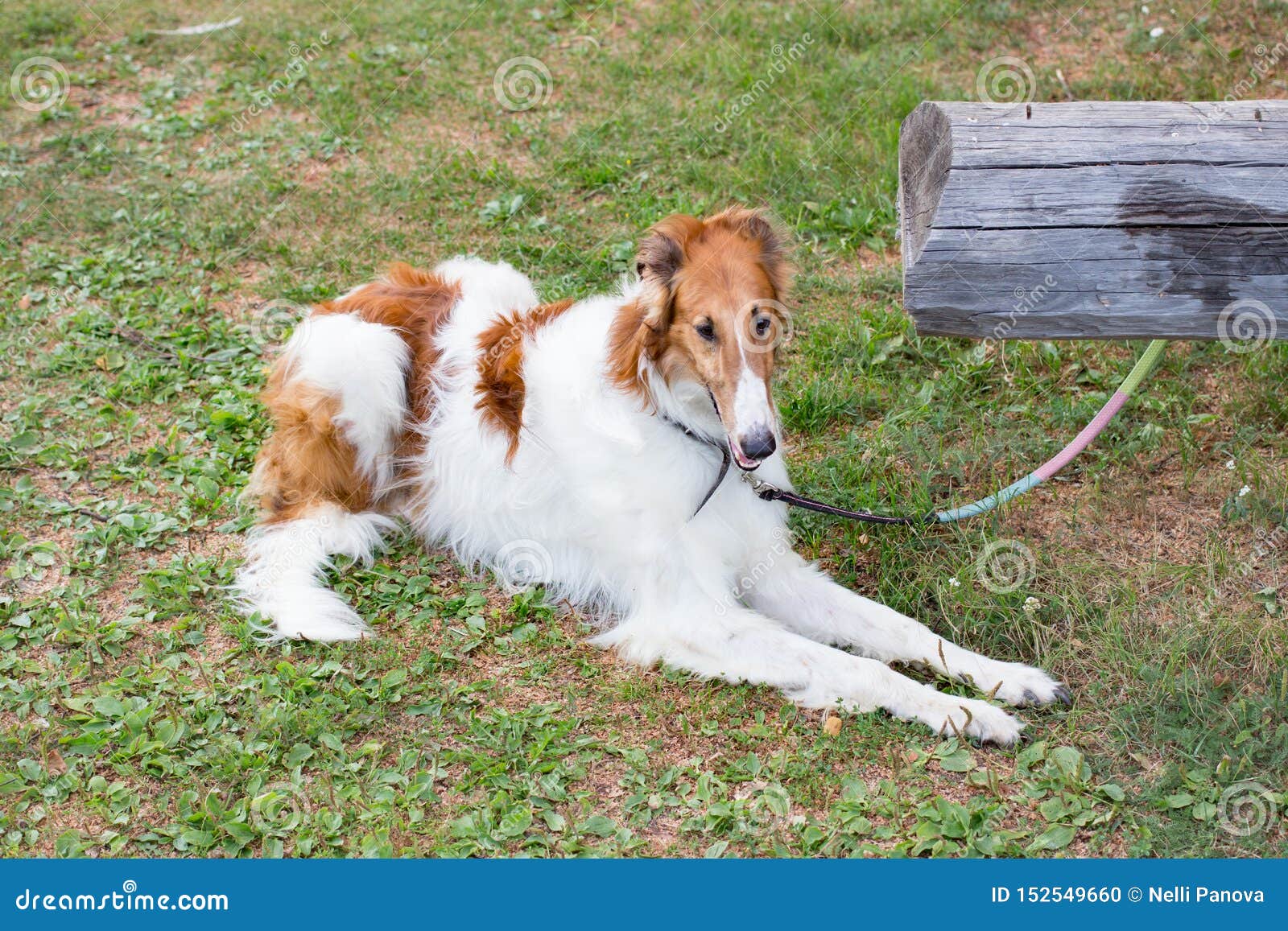 Greyhound White-red Dog on the Grass in the Yard Stock Photo - Image of ...