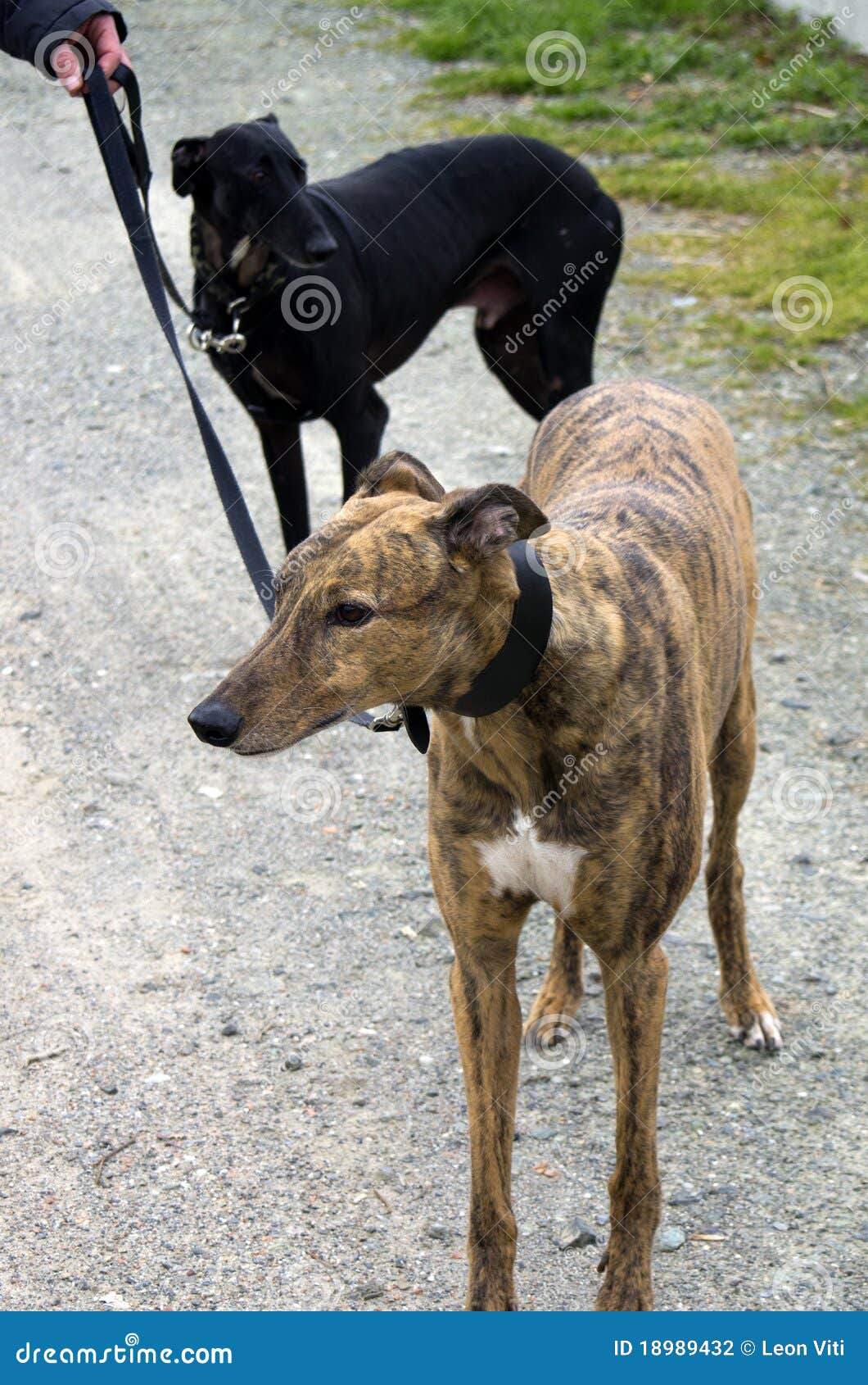 Greyhounds stock photo. Image of profile, portrait, pure - 18989432
