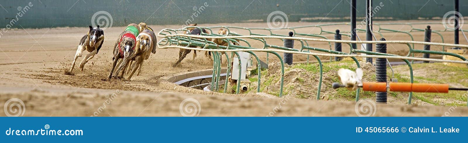 Greyhounds Chase the Rabbit Around the Track. Stock Photo - Image of ...