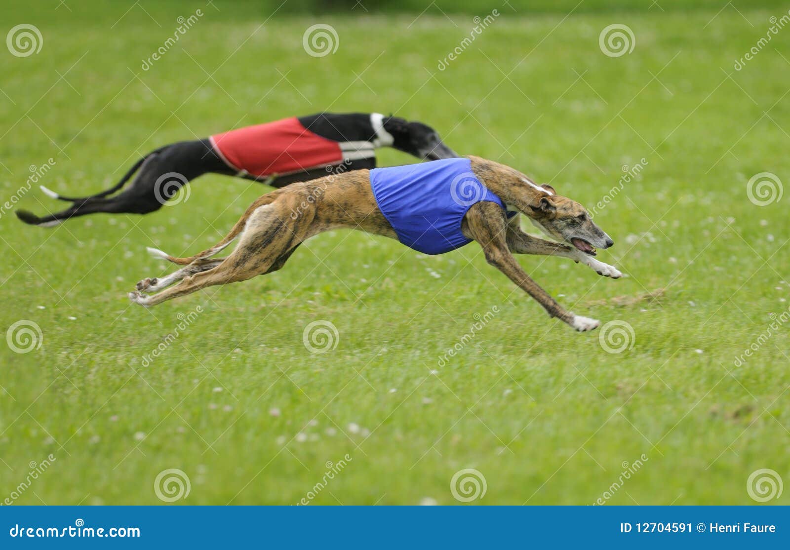 Greyhounds coursing stock image. Image of skill, final - 12704591