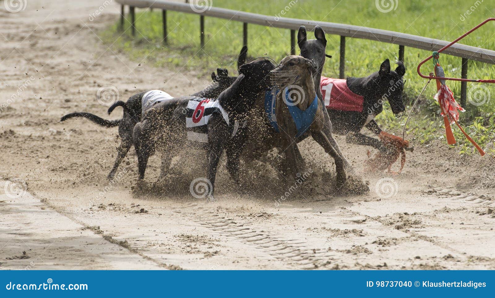 Greyhound Racing Rabbit