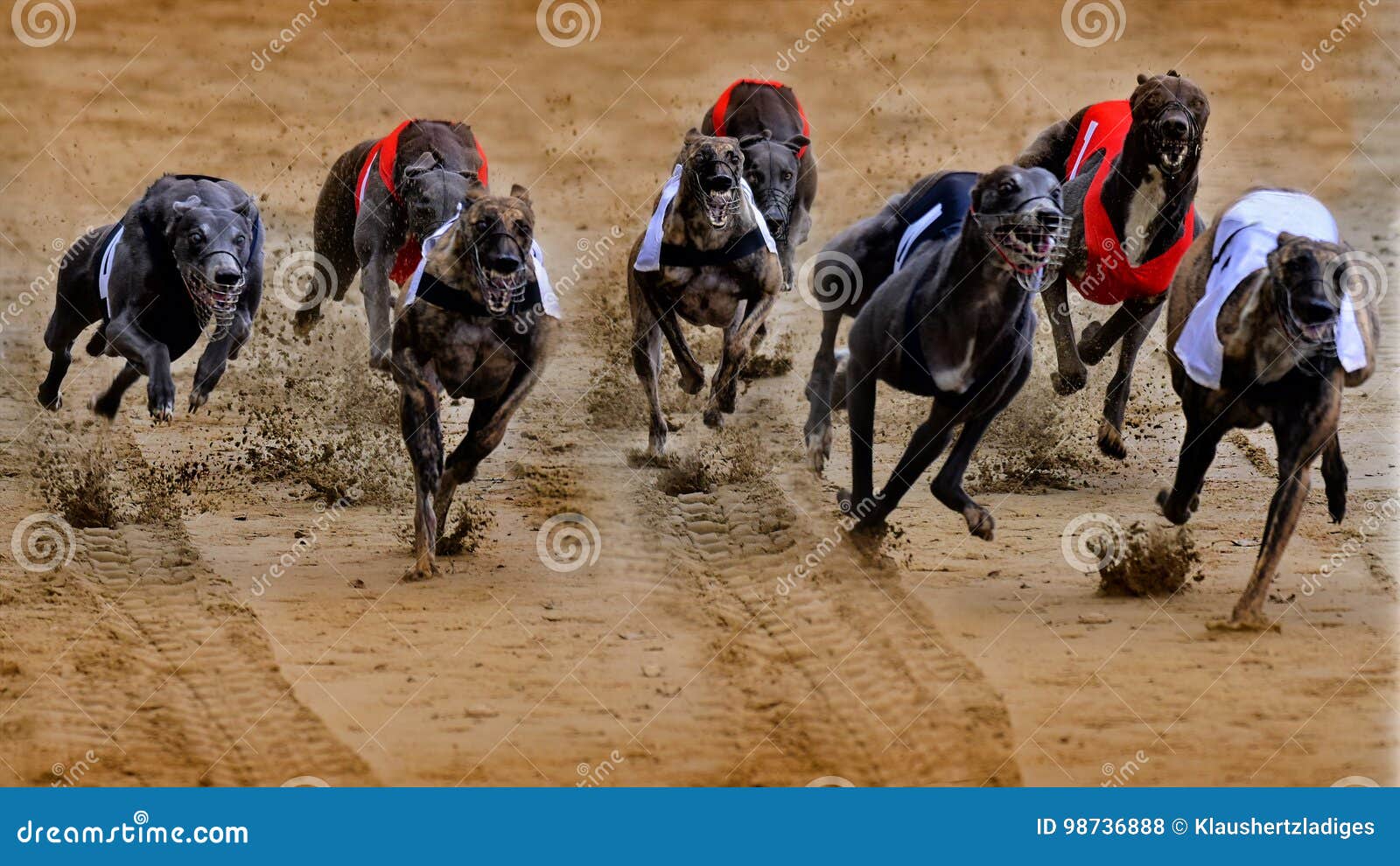 Greyhounds editorial stock photo. Image of action, racetrack - 98736888