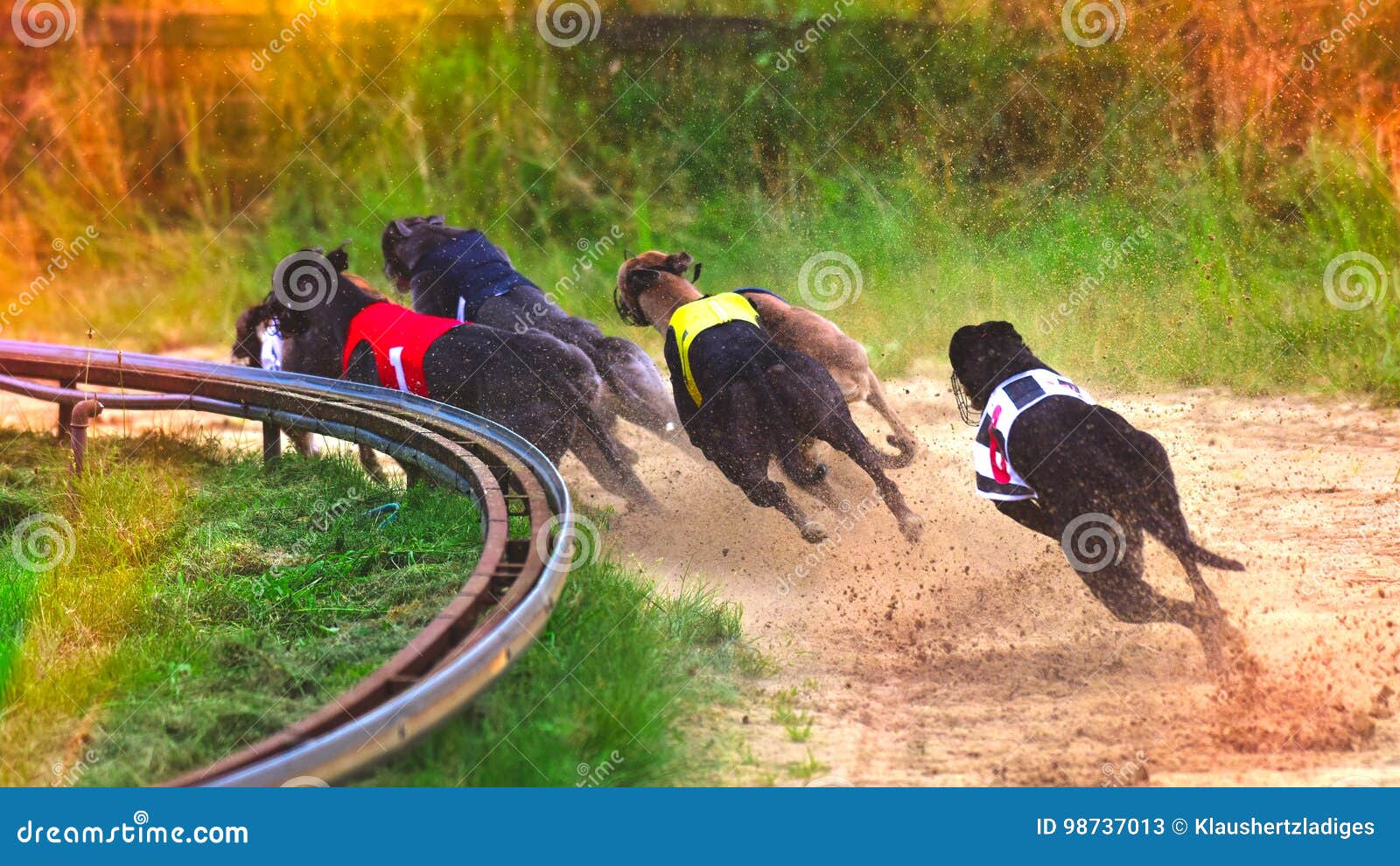 Greyhounds editorial stock photo. Image of frontal, competitive - 98737013
