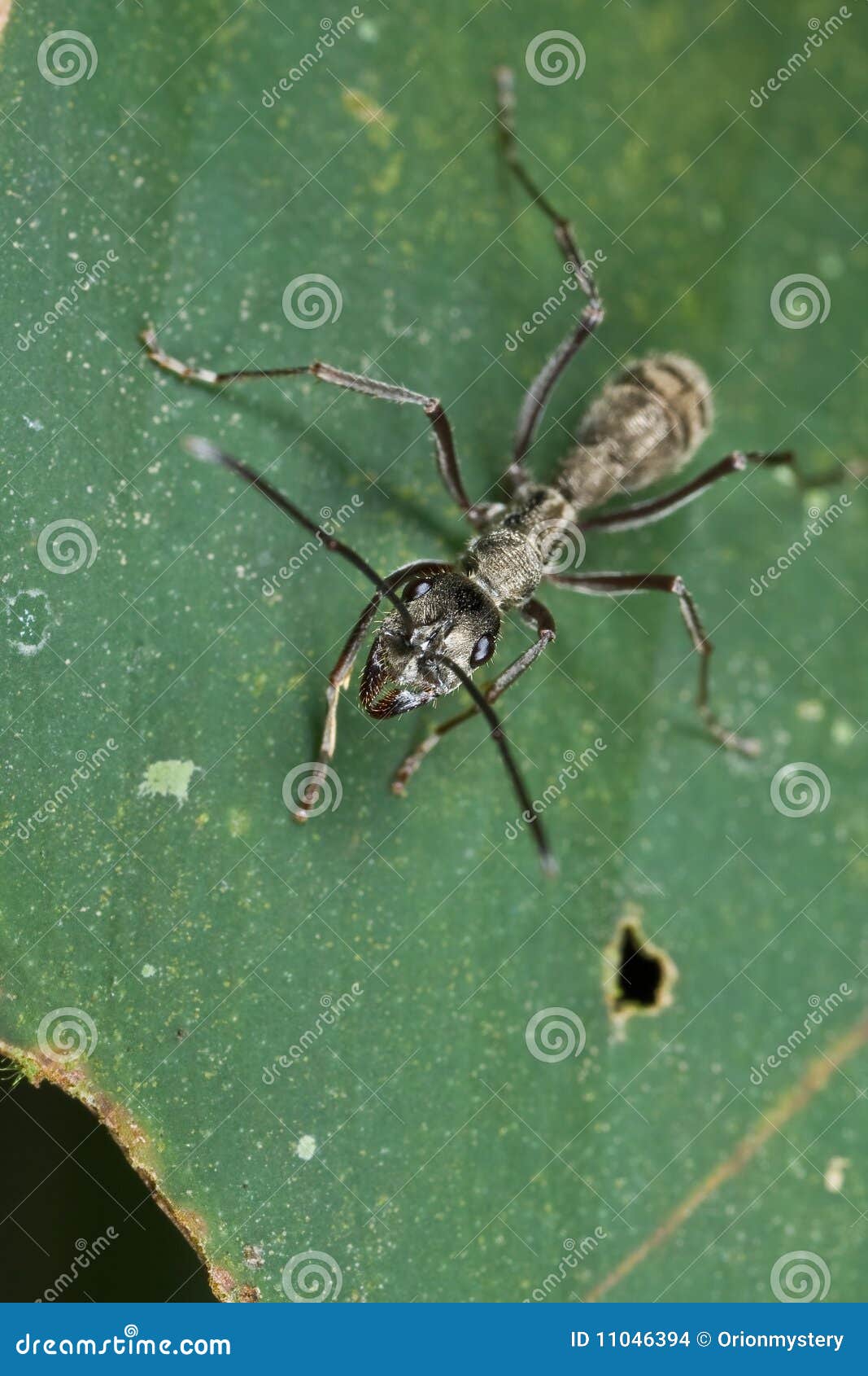 A Greyish Black Ant on Green Leaf Stock Photo - Image of wildlife ...