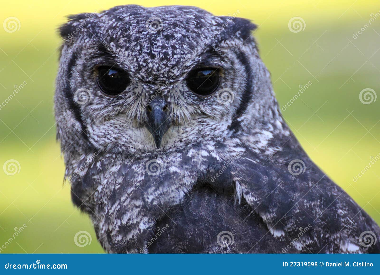 Greyish Eagle Owl or Vermiculated Eagle Owl Stock Photo - Image of ...