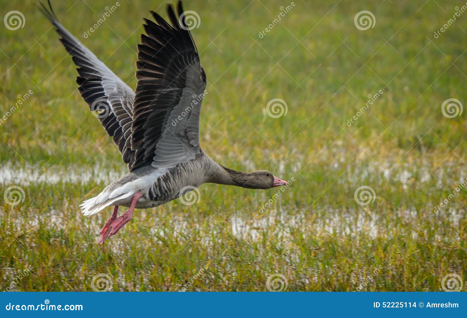 Greylag Gans Die (Anser Anser) Vliegen Stock Foto - Image of ...