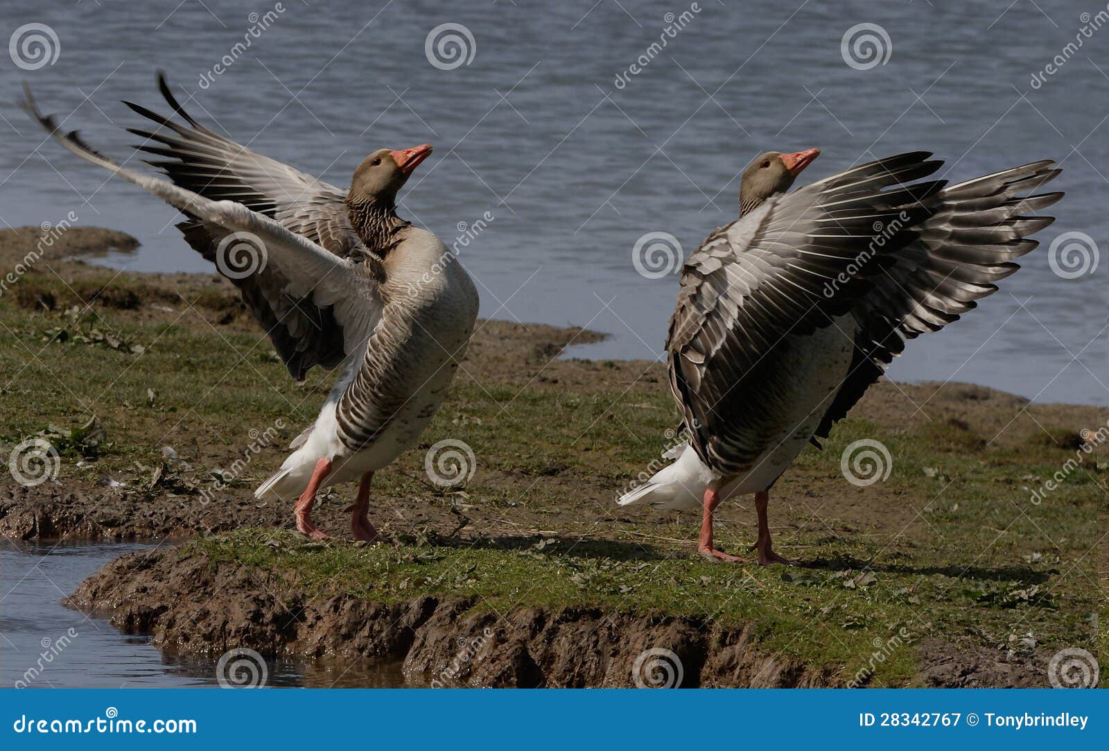 Greylag Geese Exercising stock image. Image of nature - 28342767