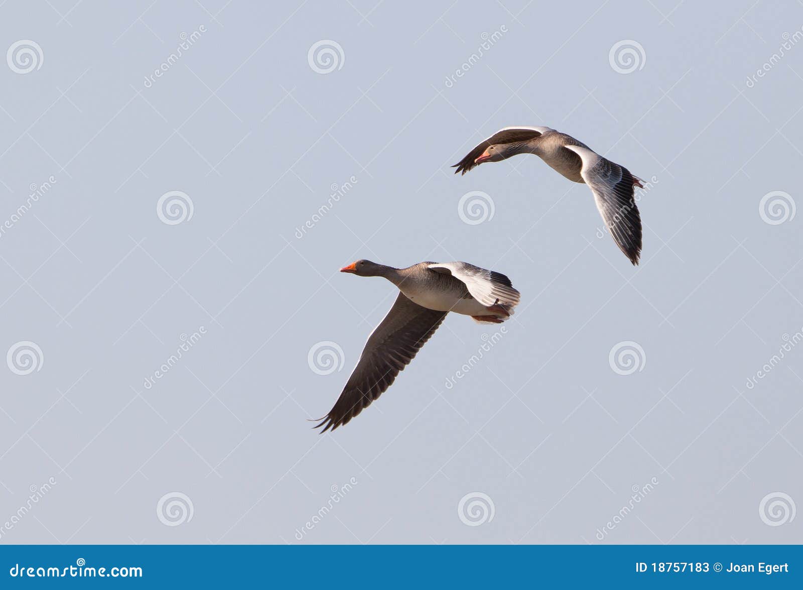 Greylag Geese in flight stock image. Image of color, bird - 18757183