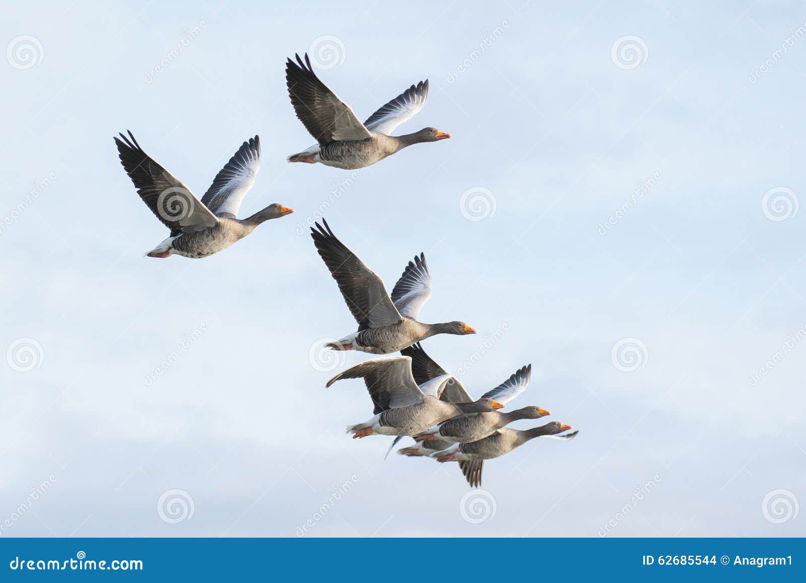 Greylag Geese in flight stock photo. Image of flying - 62685544
