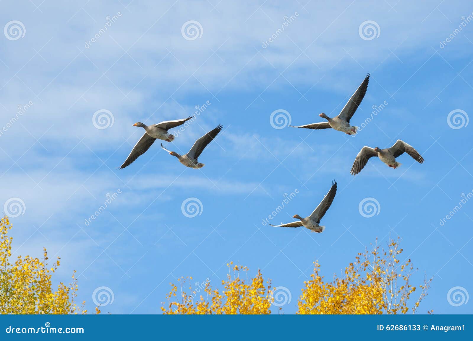 Greylag Geese in flight stock image. Image of anser, geese - 62686133