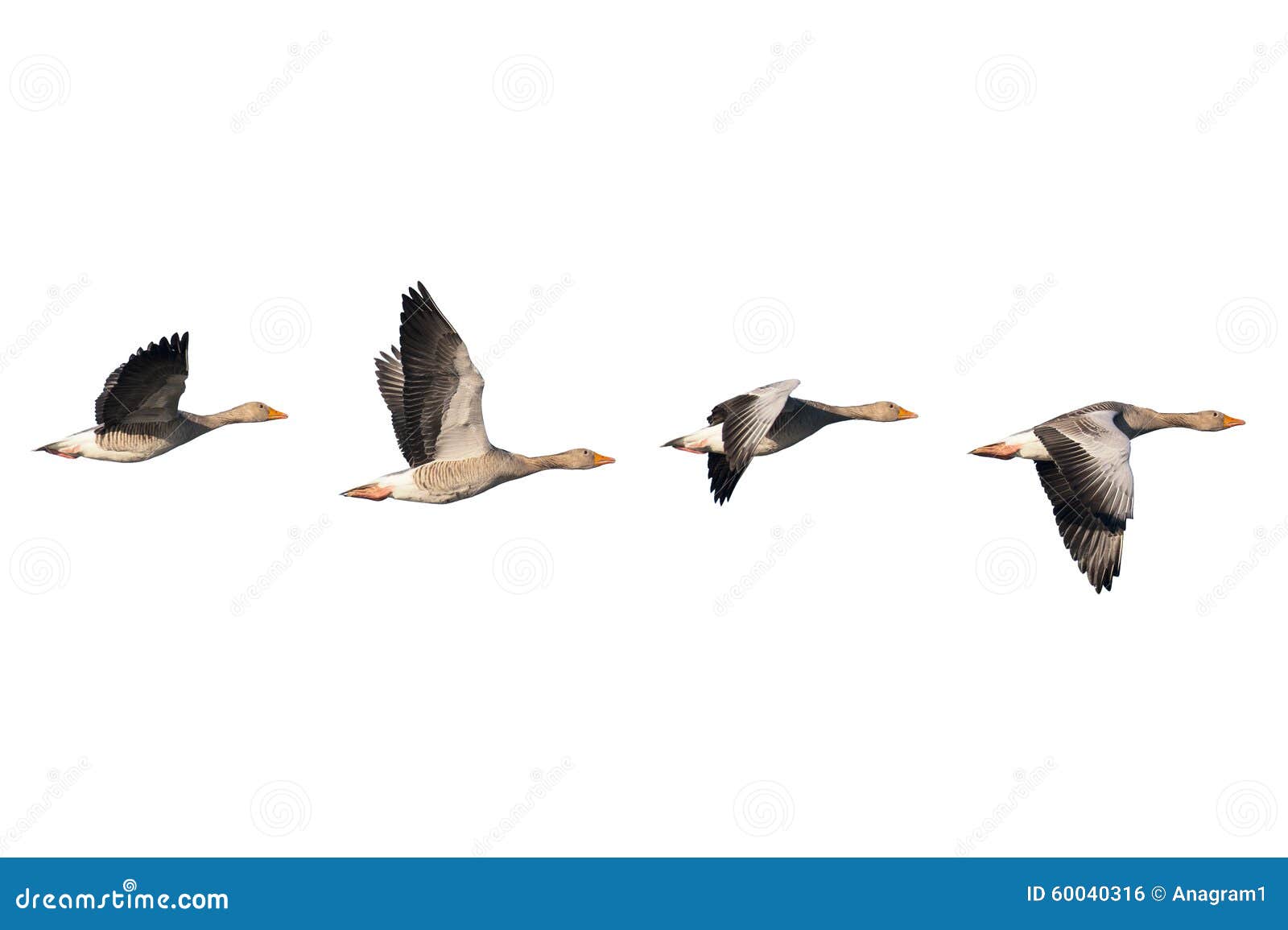 Greylag Geese in flight stock photo. Image of geese, harmony - 60040316