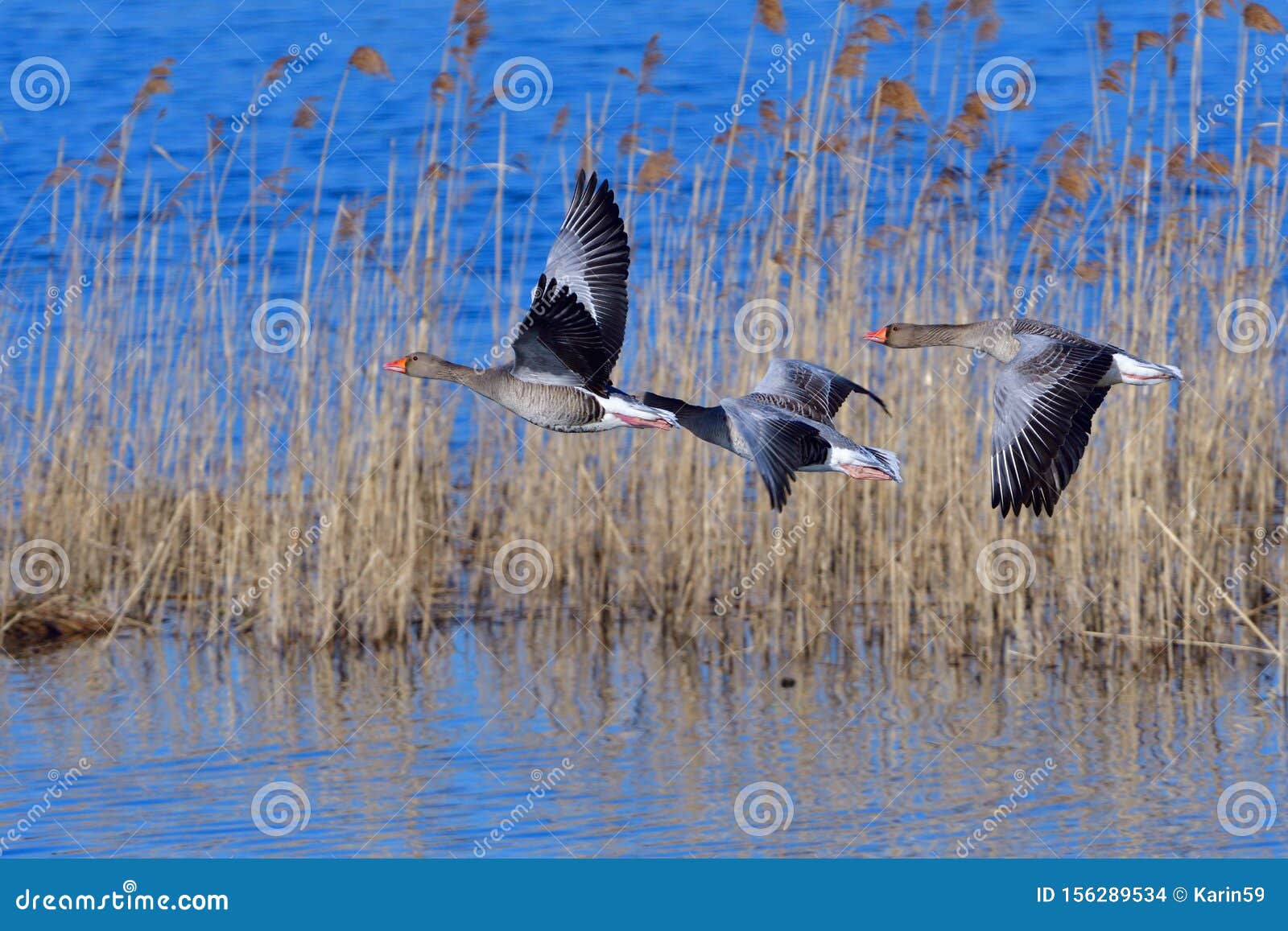 Greylag Goose in Flight in Spring Stock Photo - Image of grey, color ...
