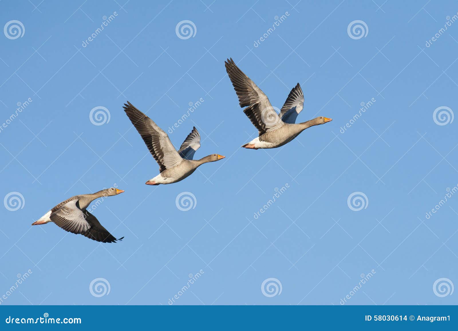Greylag Geese in flight stock photo. Image of formation - 58030614