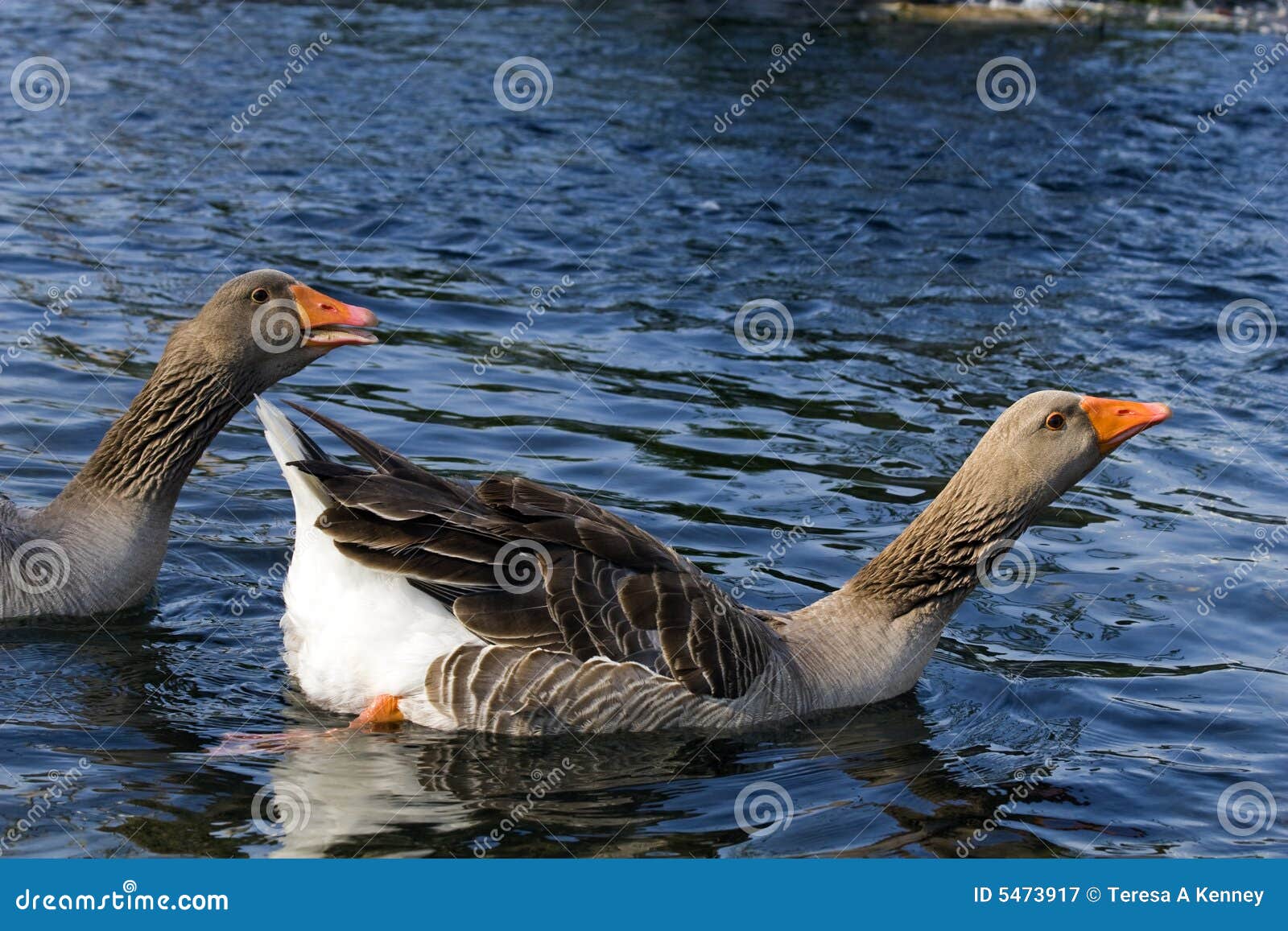 Greylag geese on lake stock image. Image of plumage, swimming - 5473917