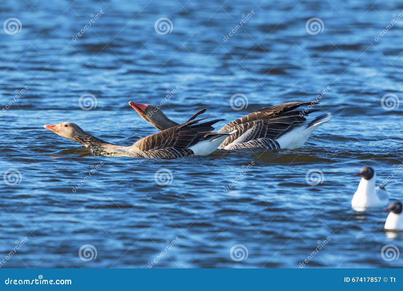 Greylag Geese in Mating Ritual Stock Image - Image of feathers, calm ...